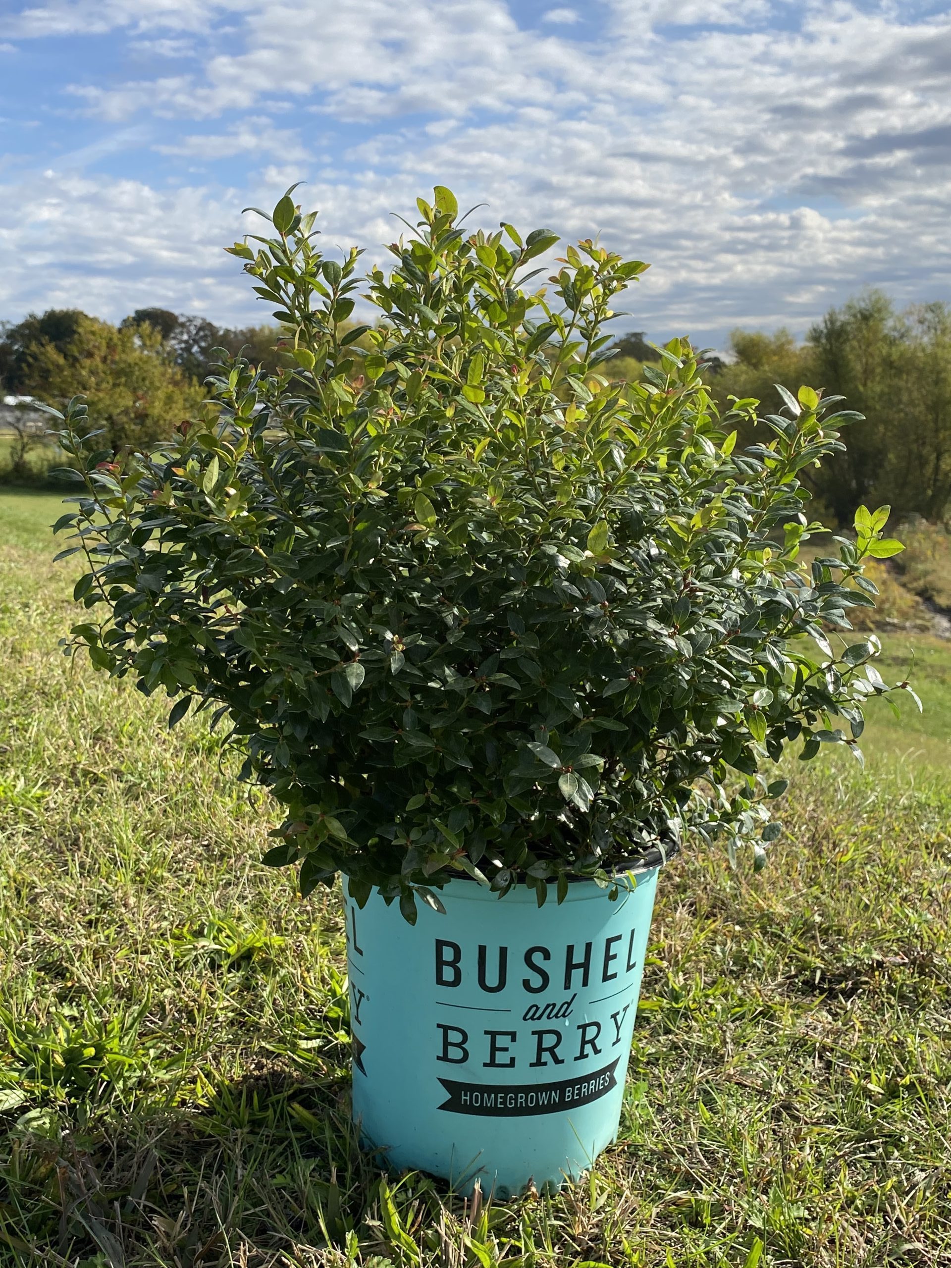 Weekly Availability – Medford Nursery