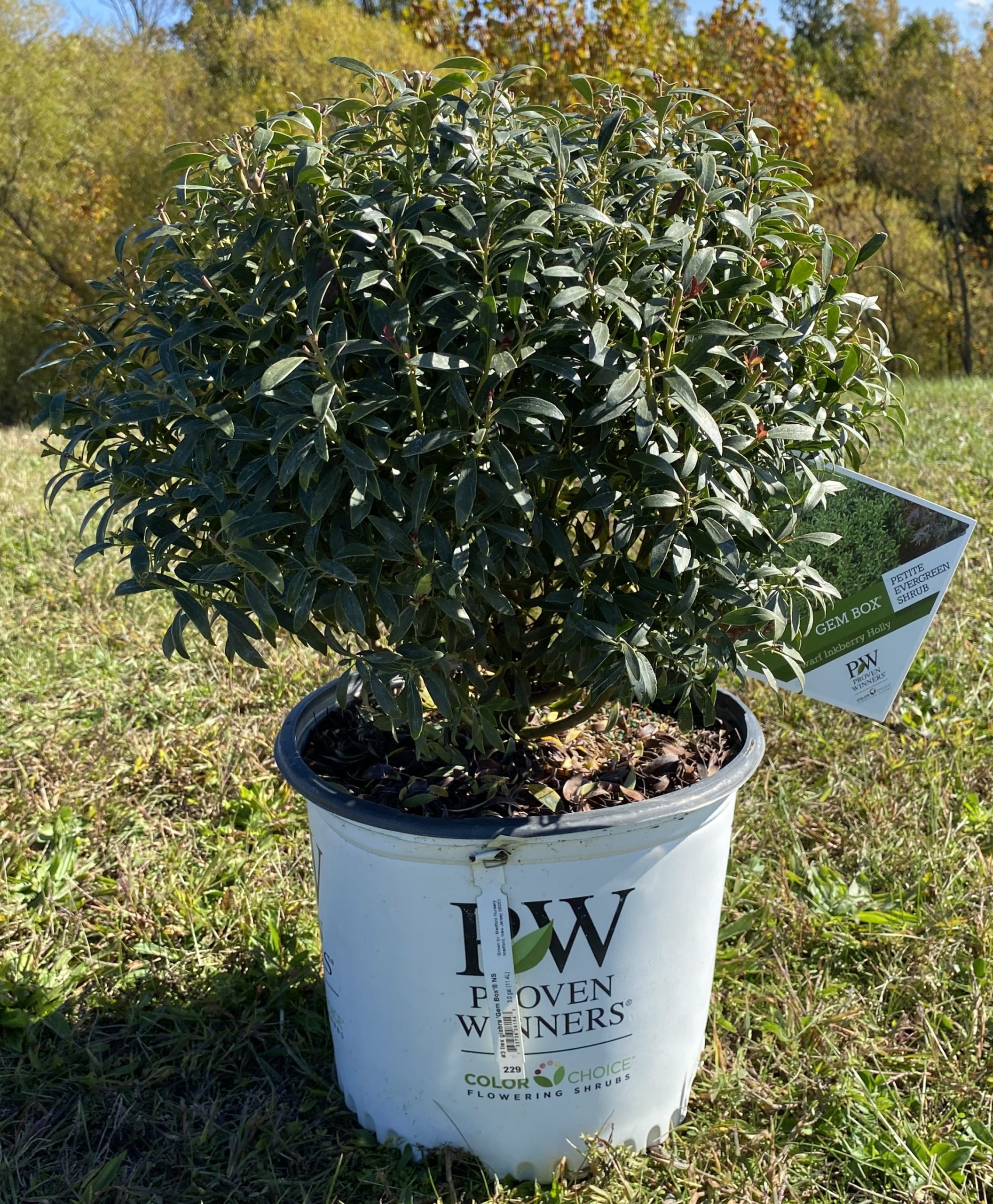 Weekly Availability – Medford Nursery