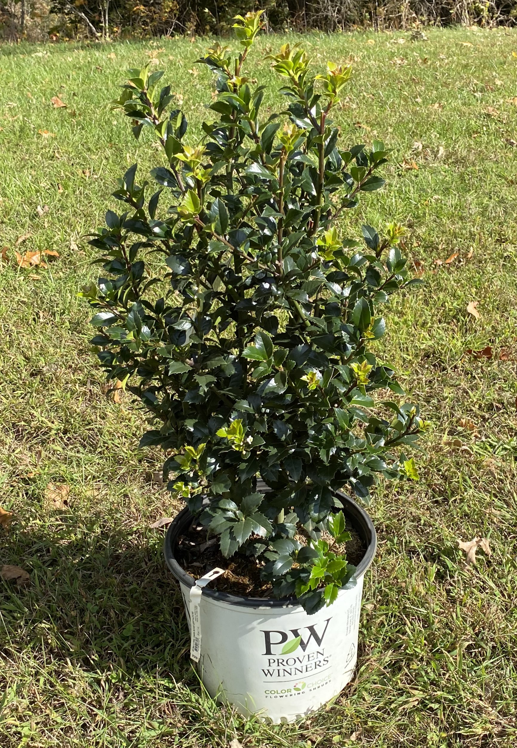 Weekly Availability – Medford Nursery