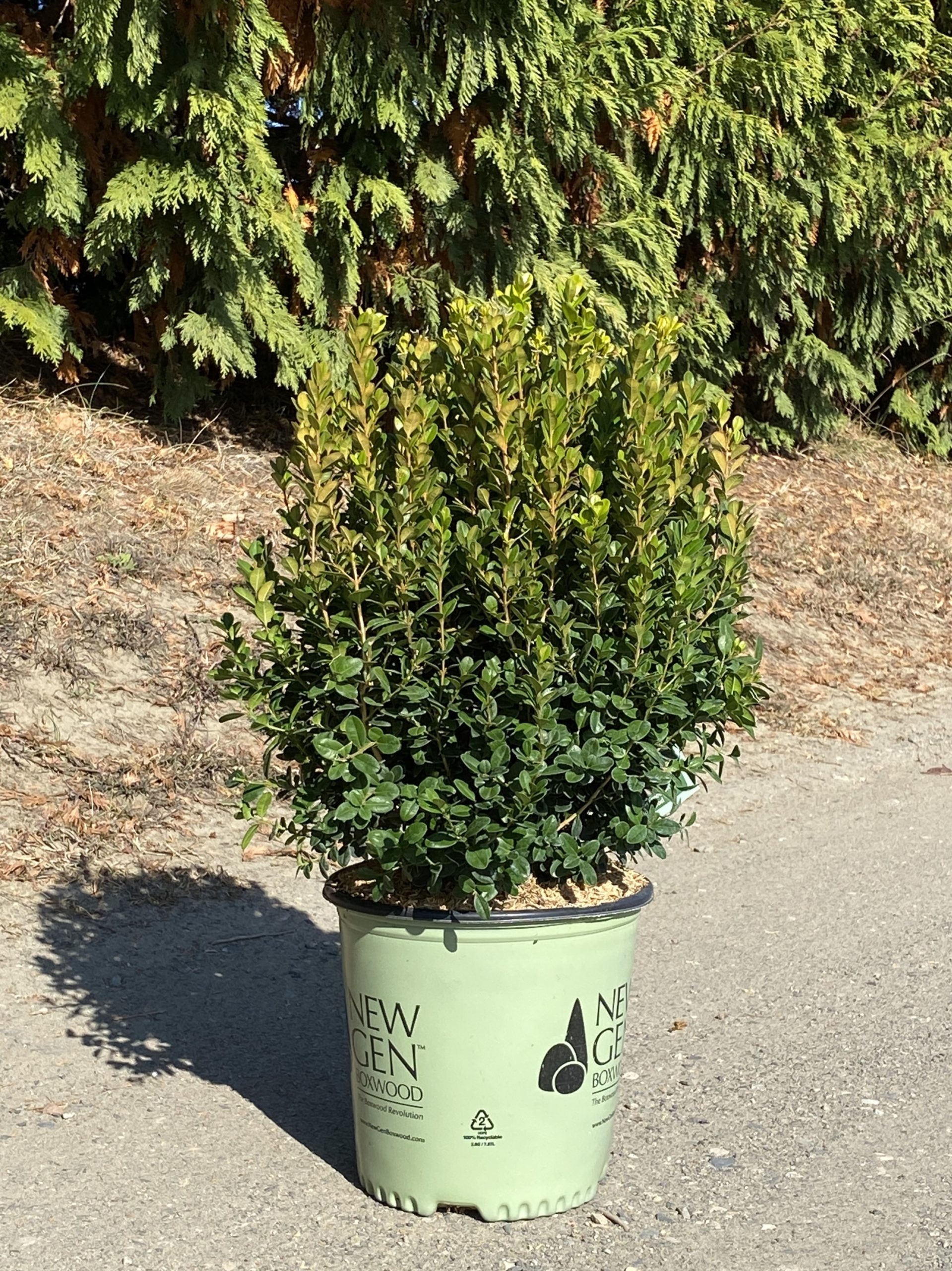 Weekly Availability – Medford Nursery