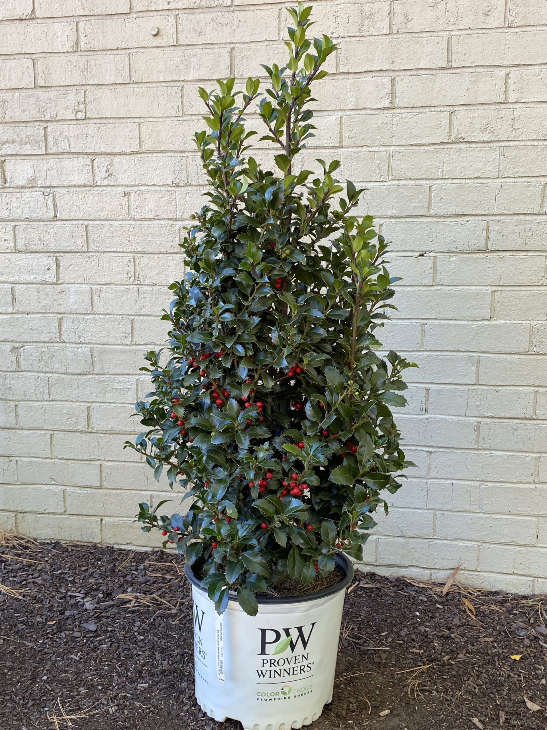 Weekly Availability – Medford Nursery