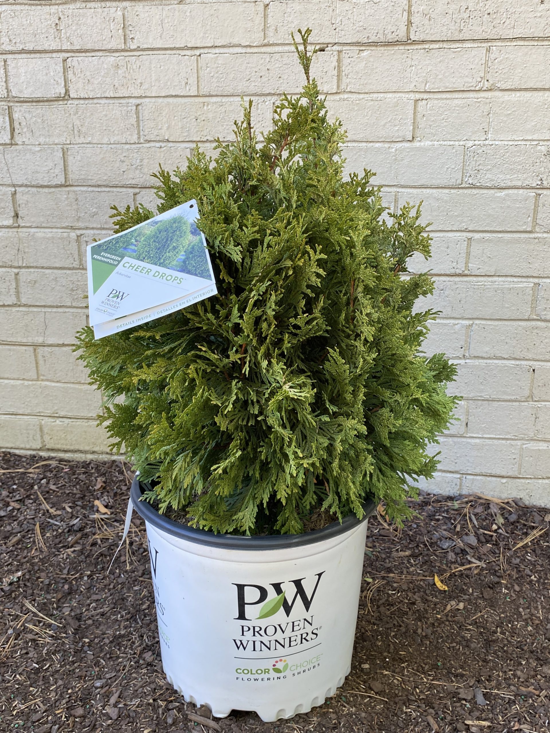 Weekly Availability – Medford Nursery