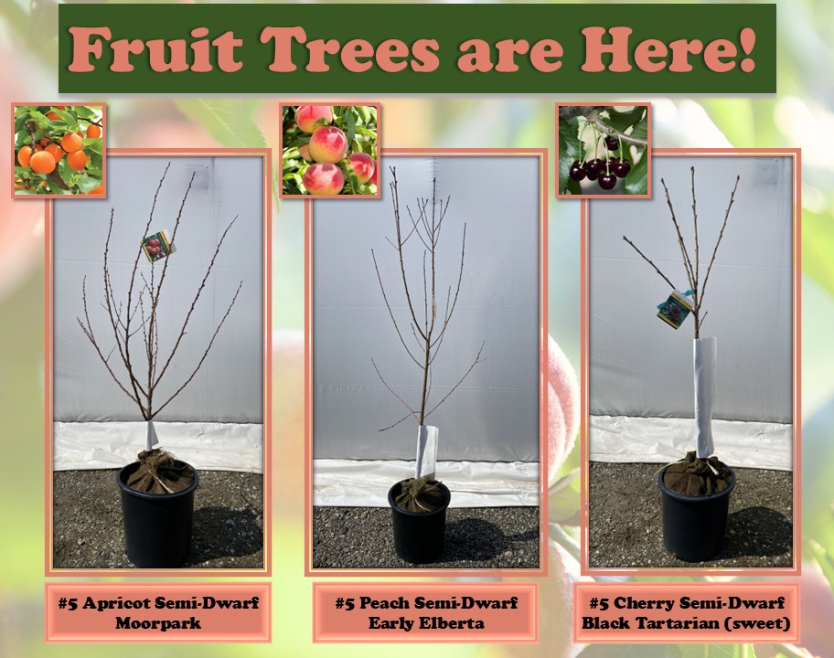 Medford Nursery – Wholesale growers