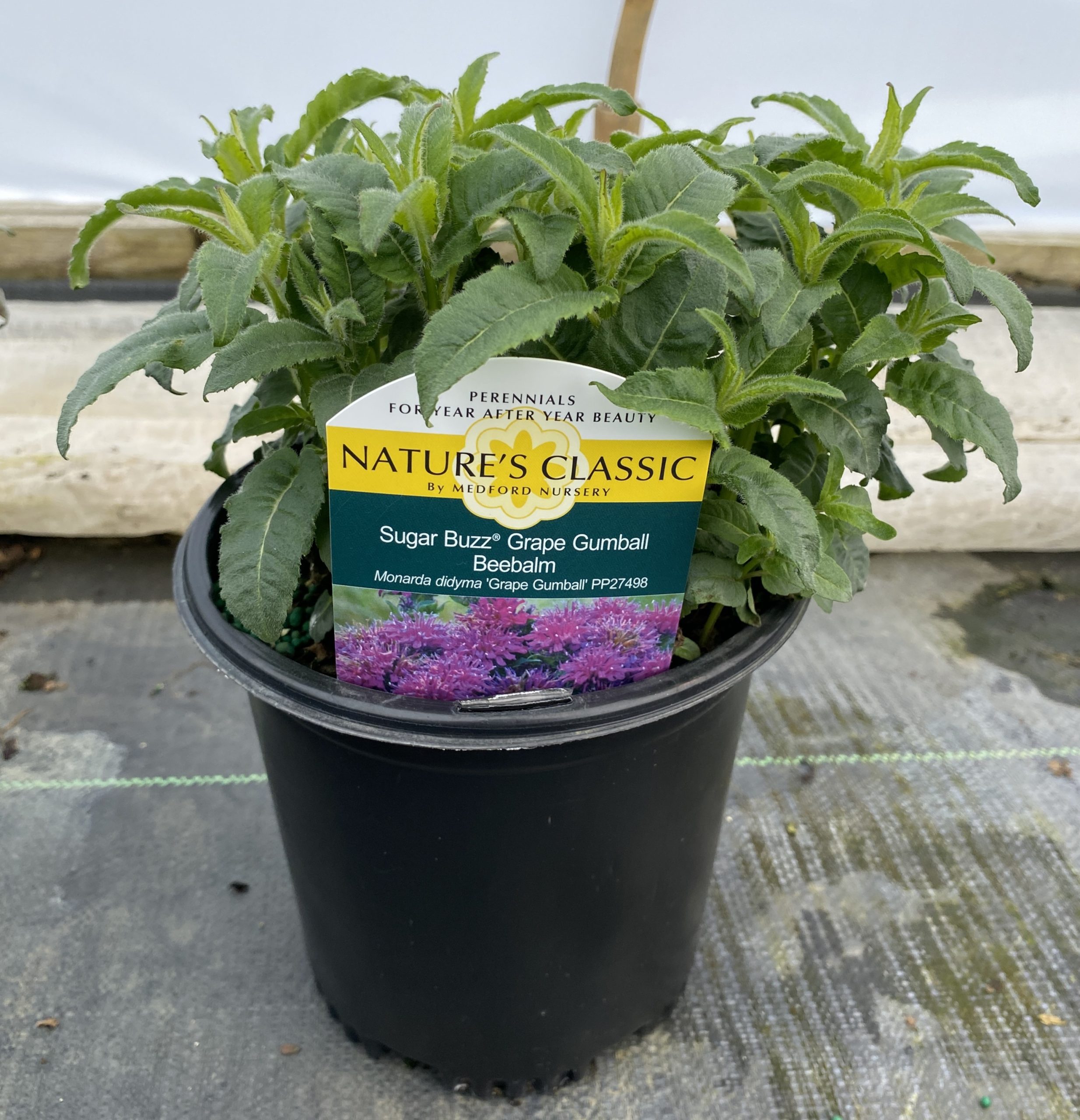 Weekly Availability – Medford Nursery