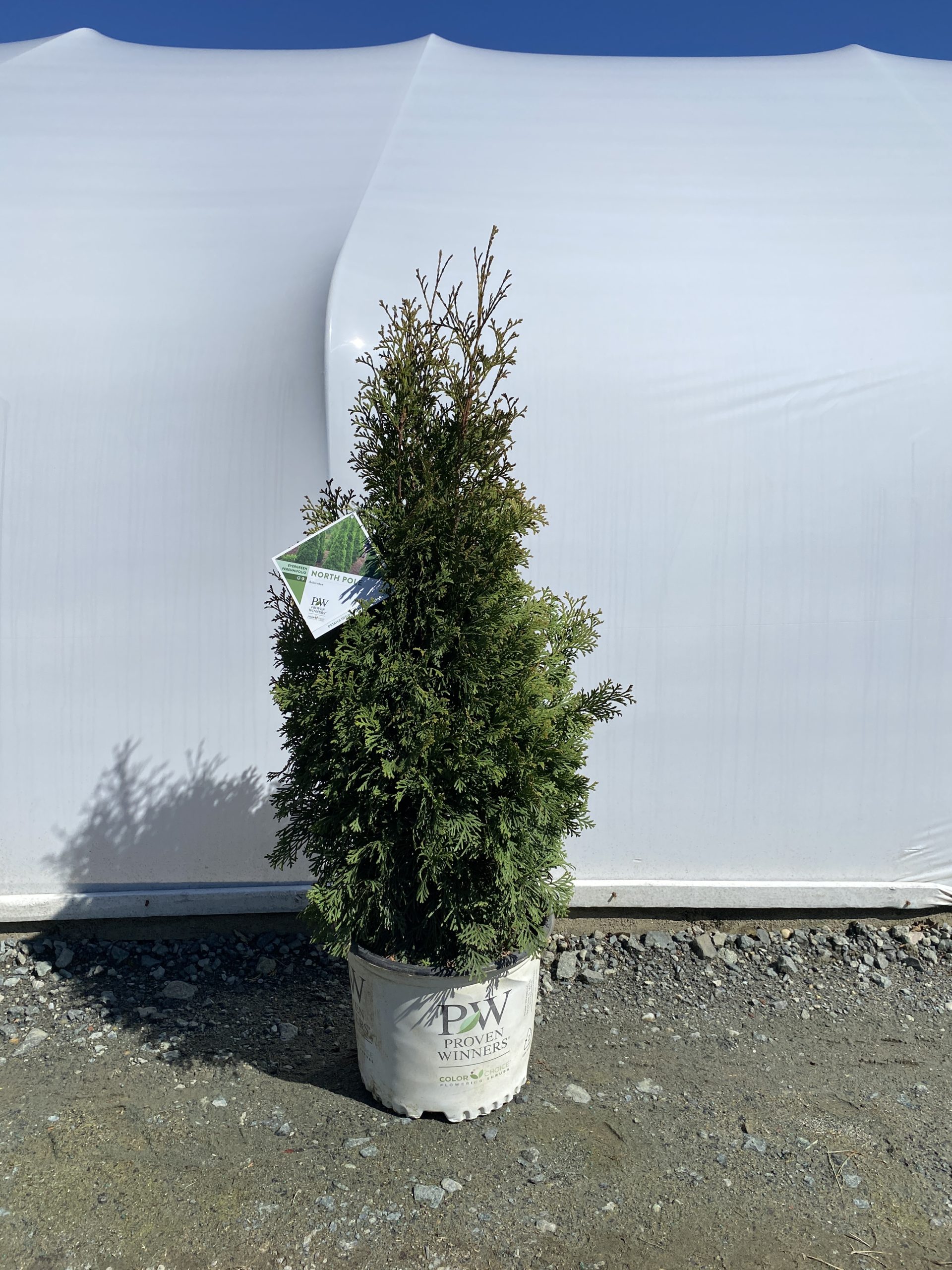 Weekly Availability – Medford Nursery