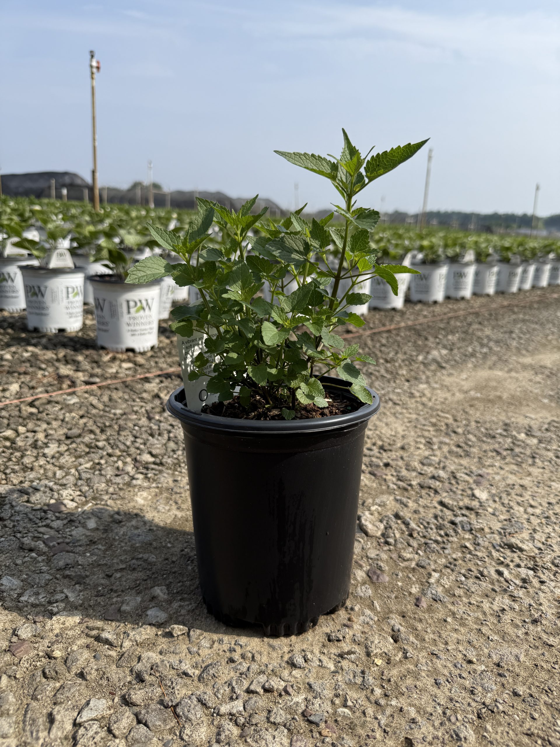 Weekly Availability – Medford Nursery