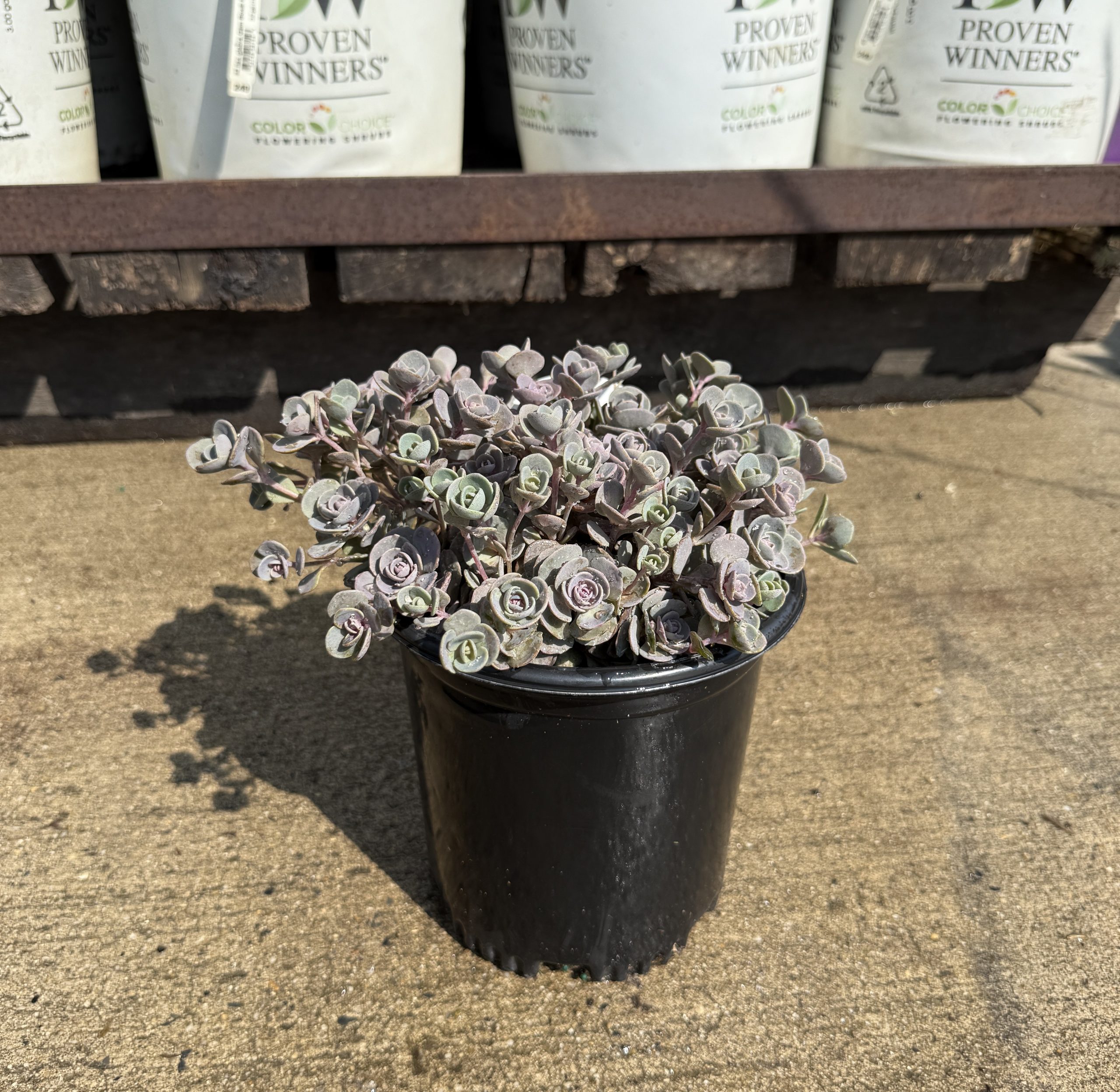 Weekly Availability – Medford Nursery