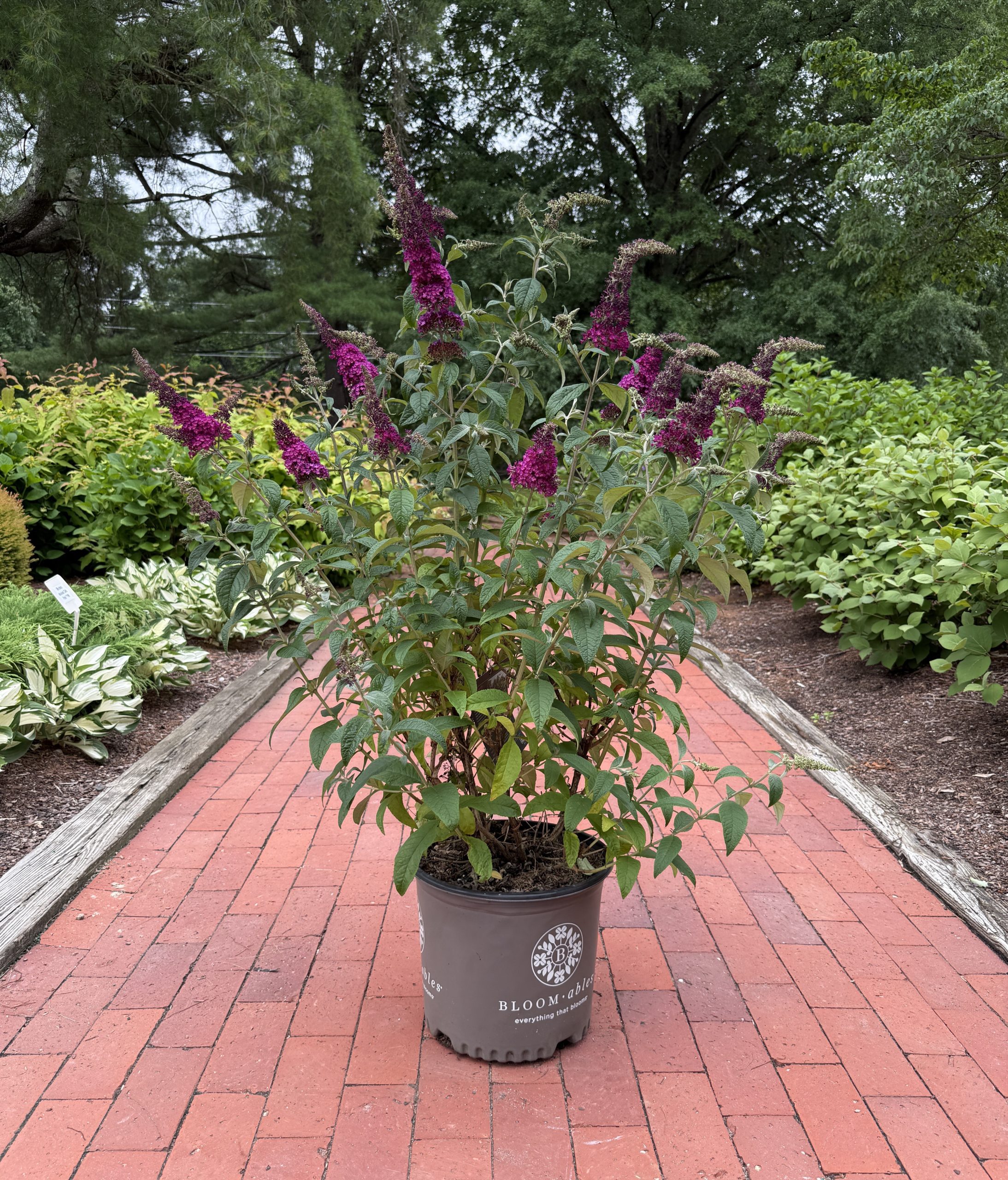 Weekly Availability – Medford Nursery