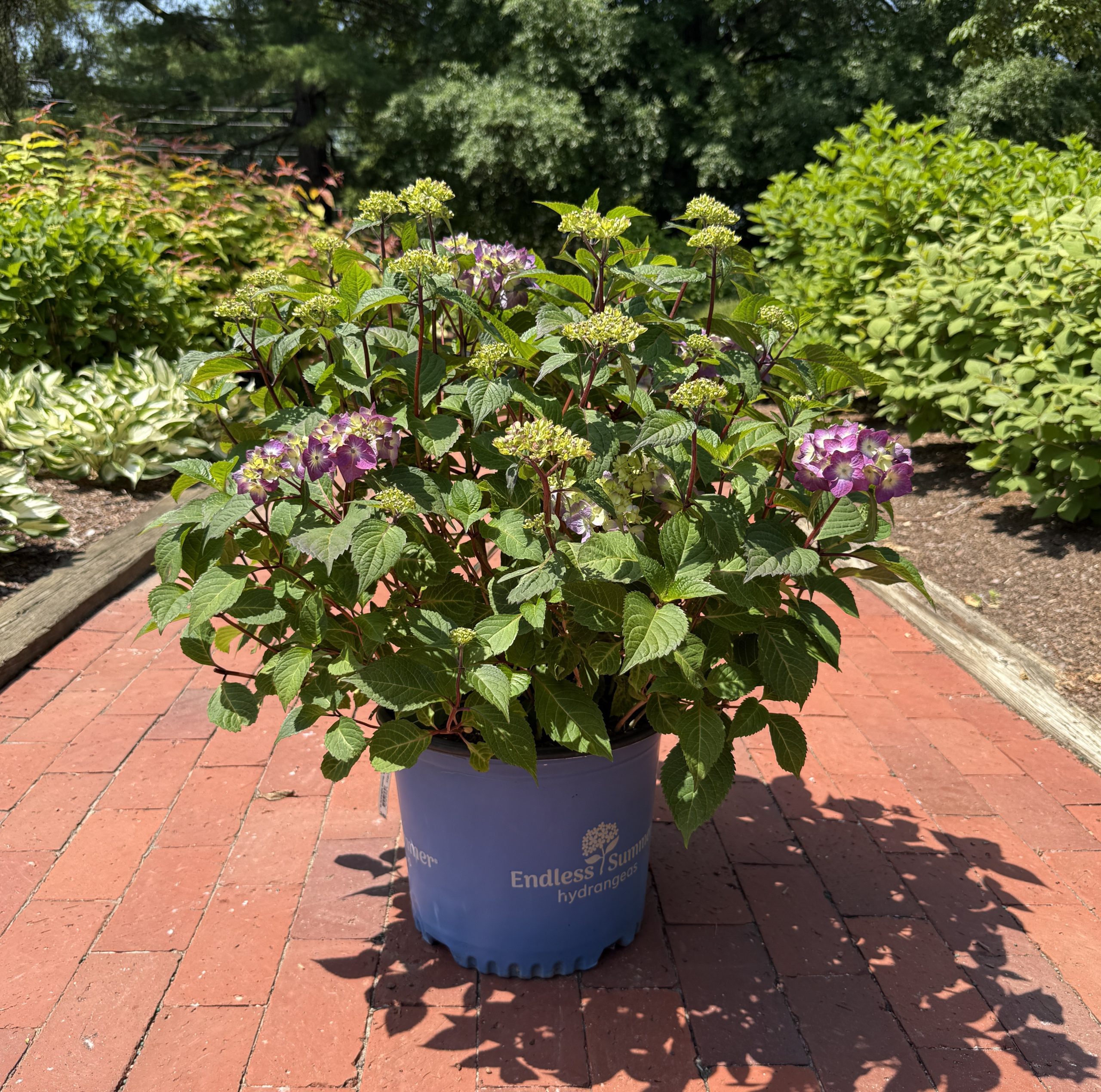 Weekly Availability – Medford Nursery