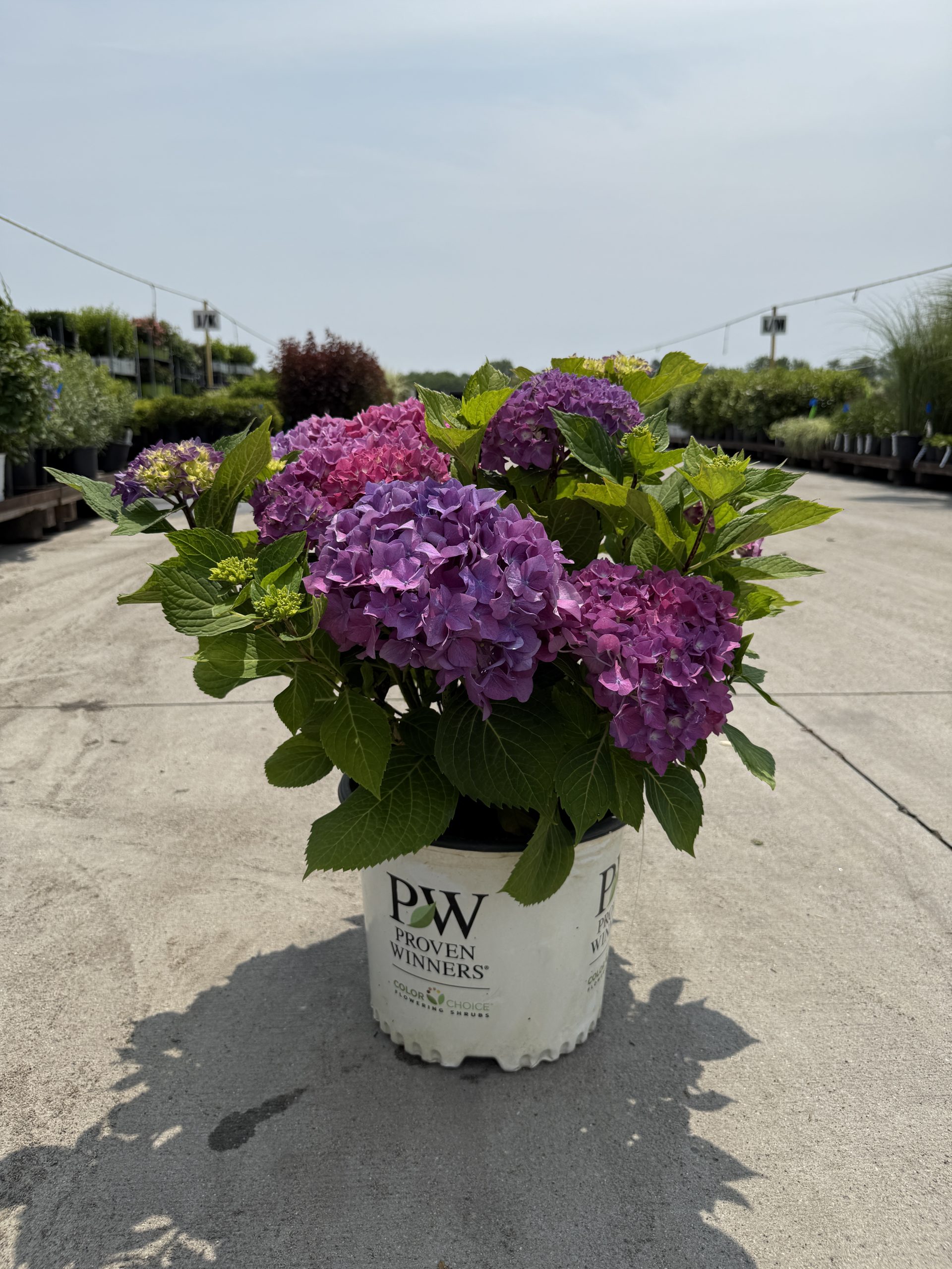 Weekly Availability – Medford Nursery