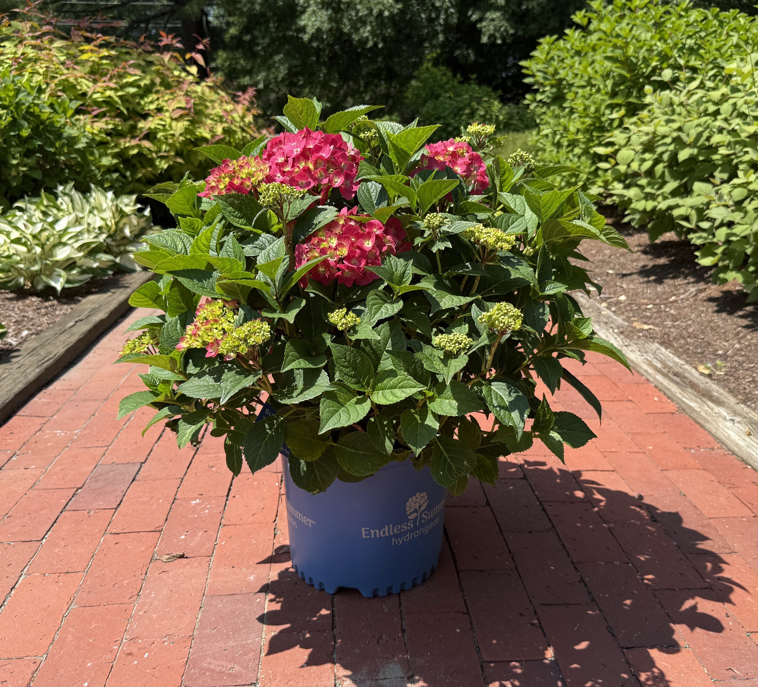 Weekly Availability – Medford Nursery