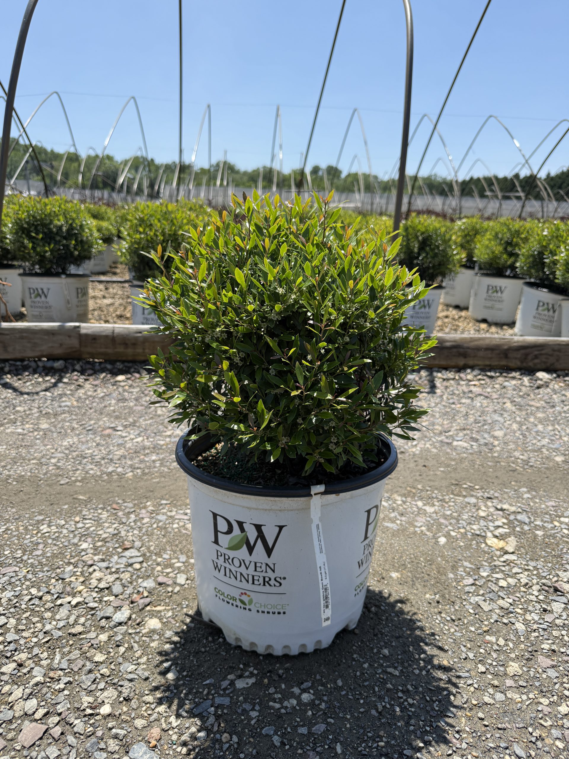 Weekly Availability – Medford Nursery