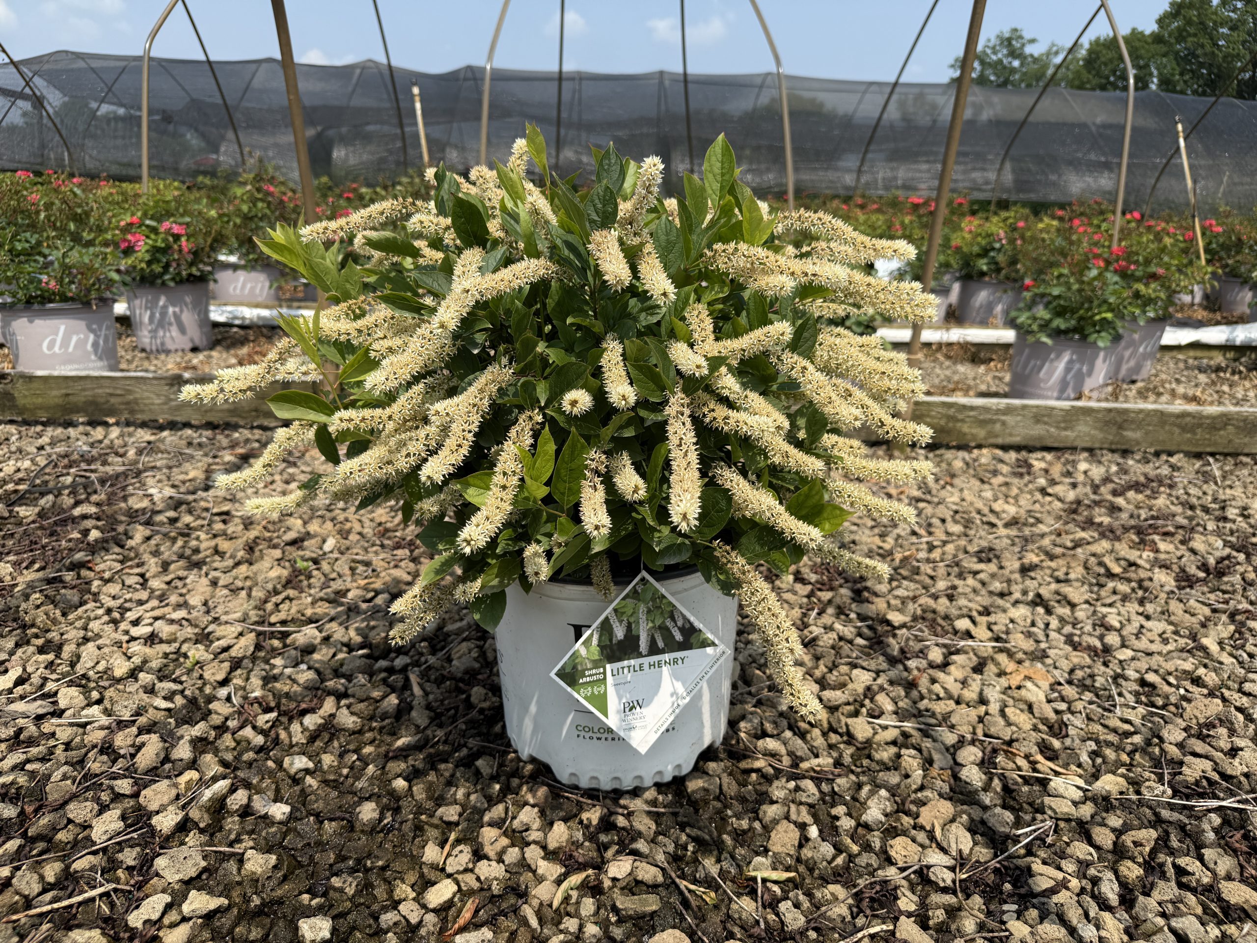 Weekly Availability – Medford Nursery