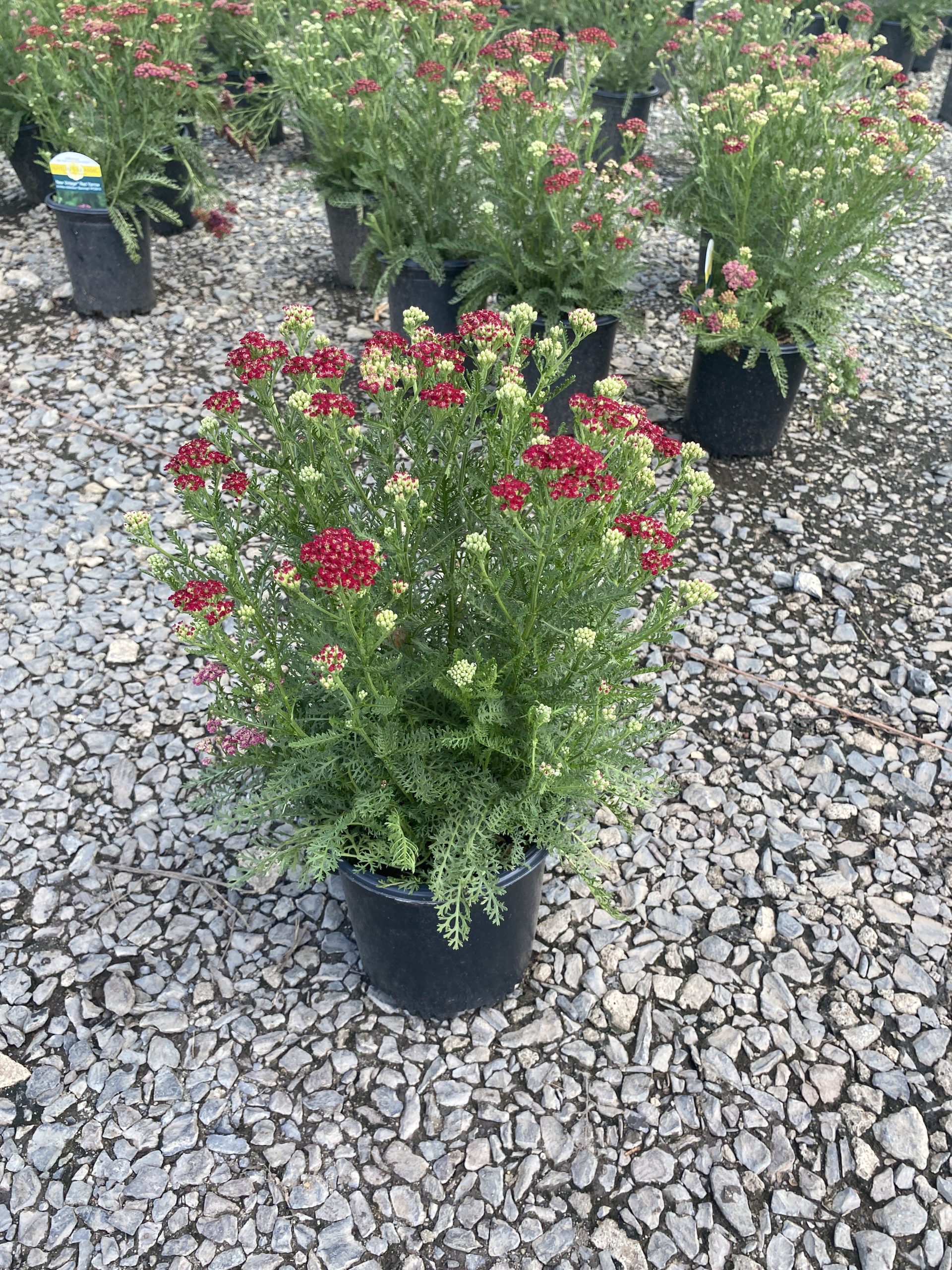 Weekly Availability – Medford Nursery
