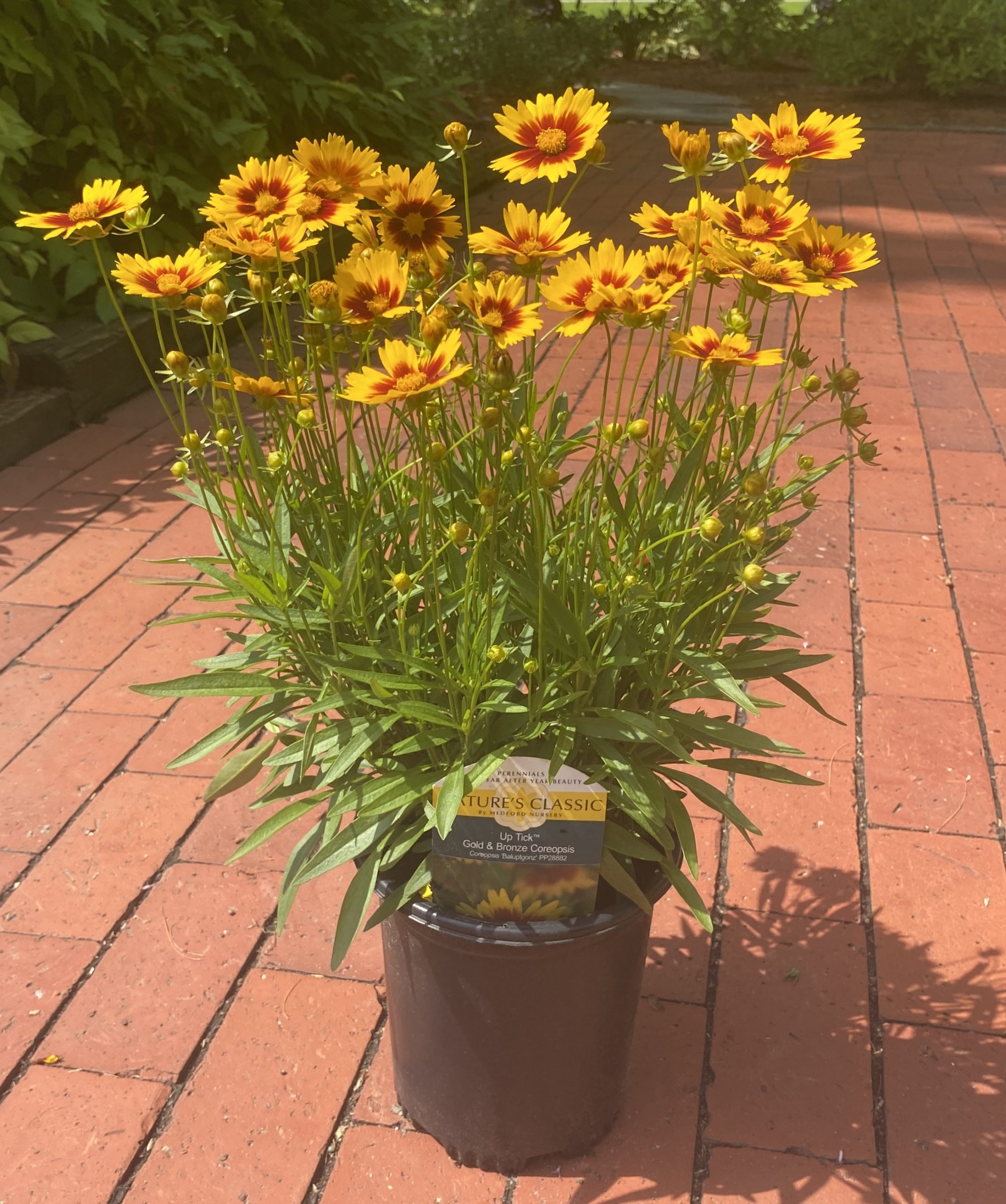 Weekly Availability – Medford Nursery