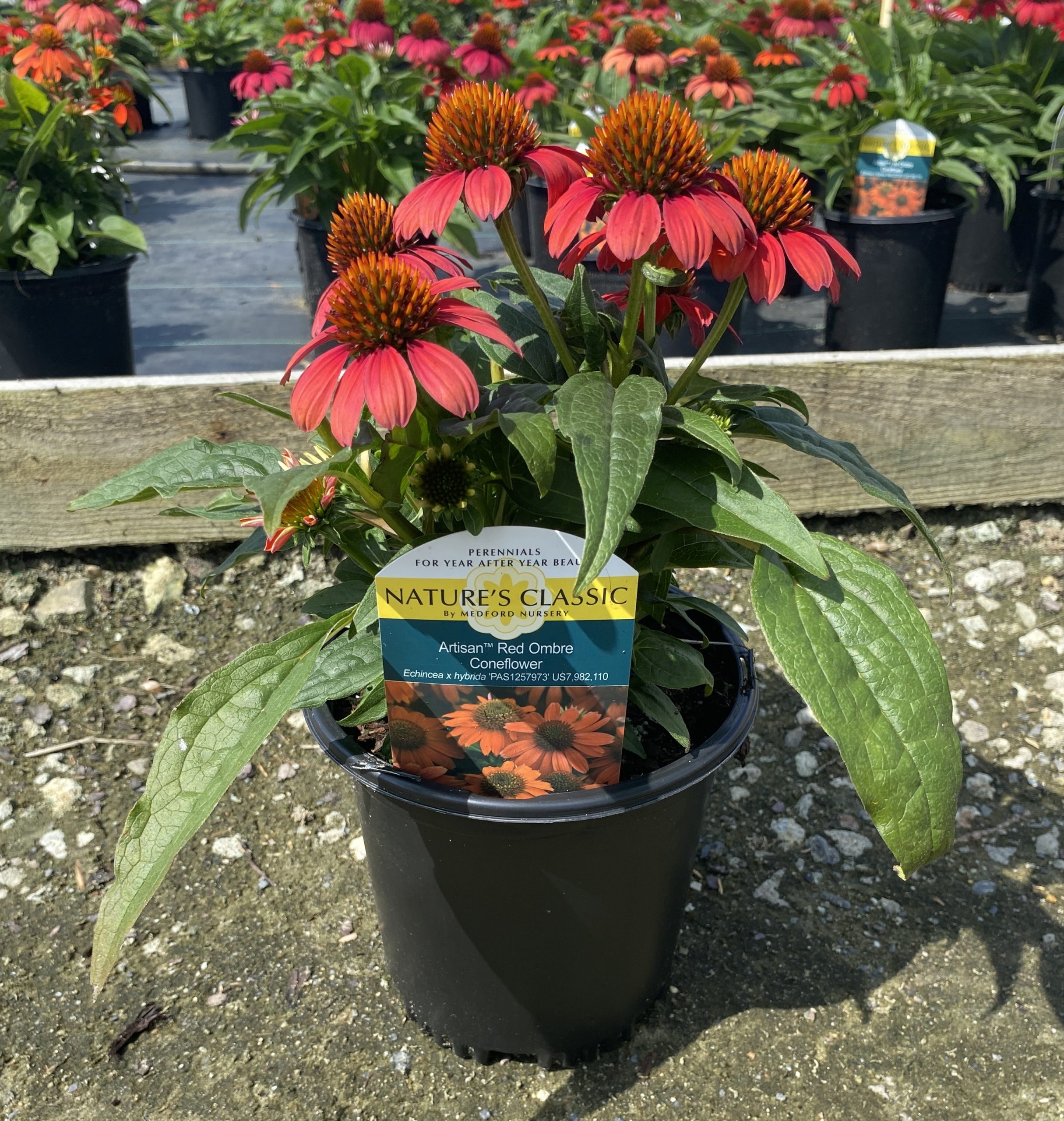 Weekly Availability – Medford Nursery