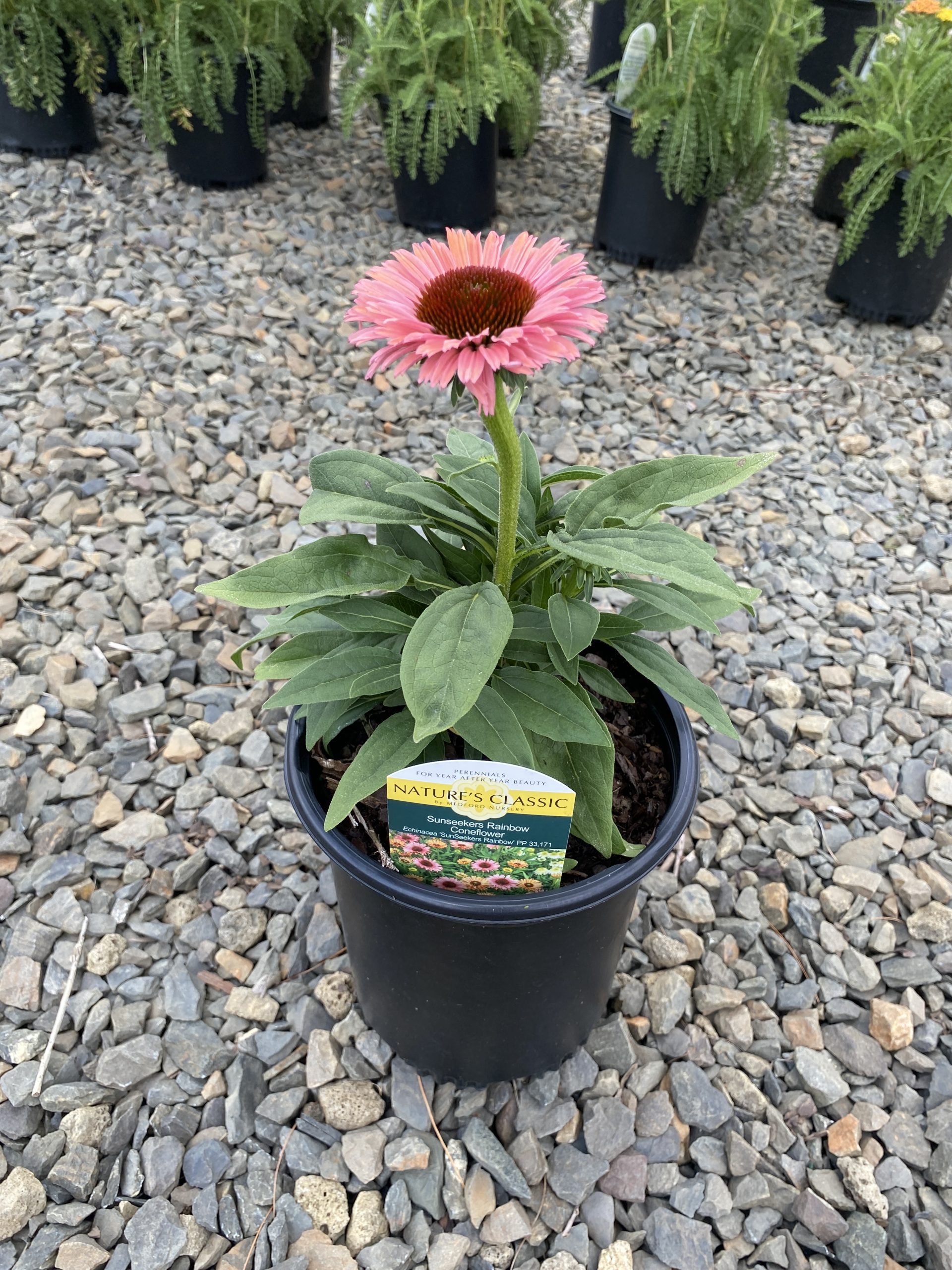 Weekly Availability – Medford Nursery