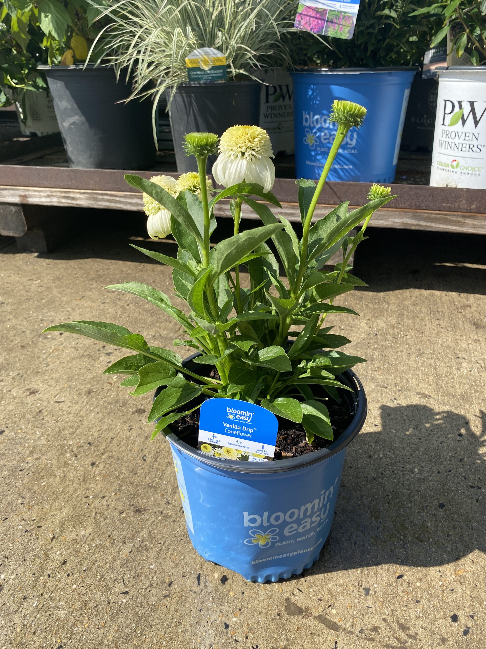 Weekly Availability – Medford Nursery