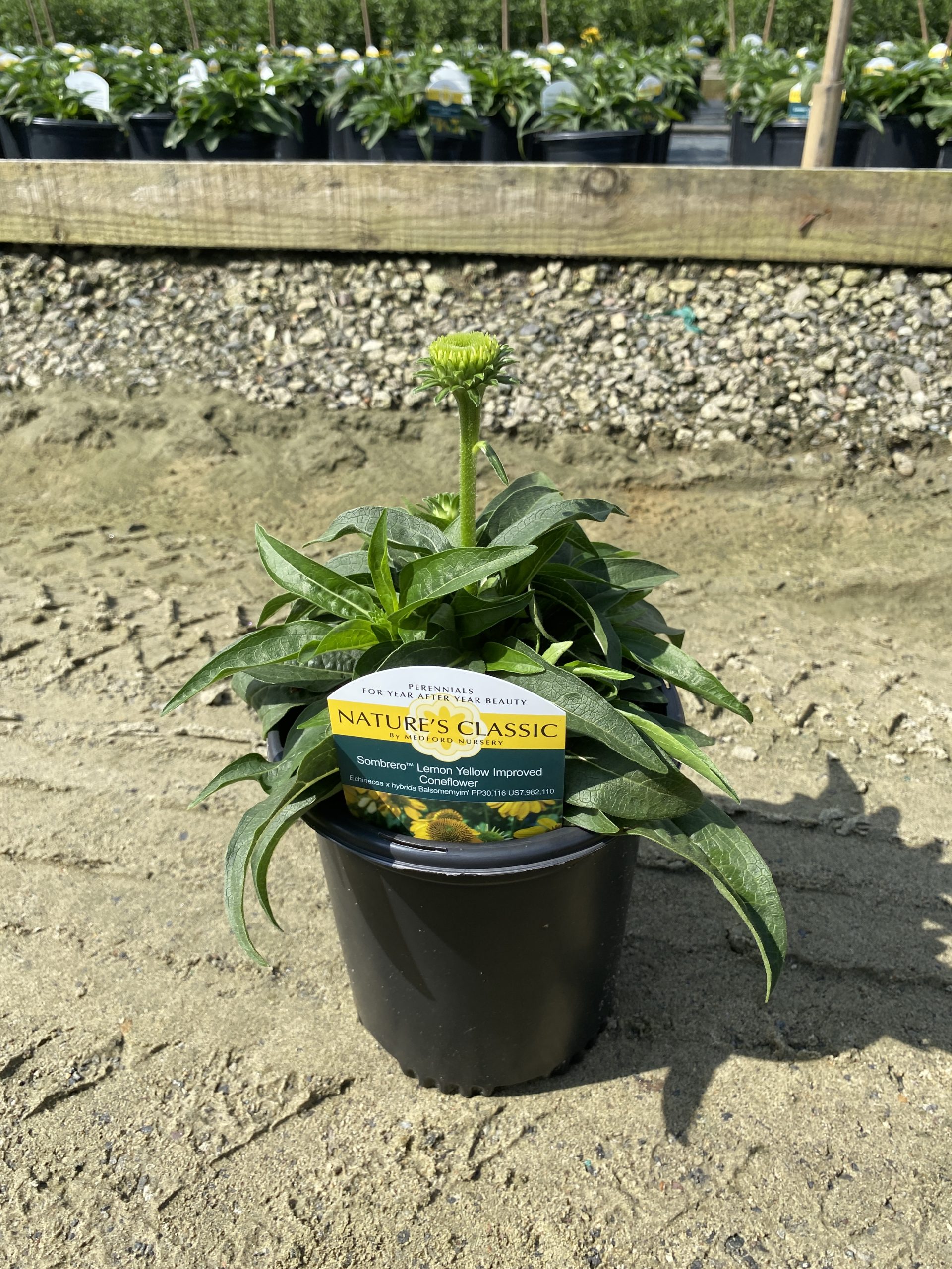 Weekly Availability – Medford Nursery