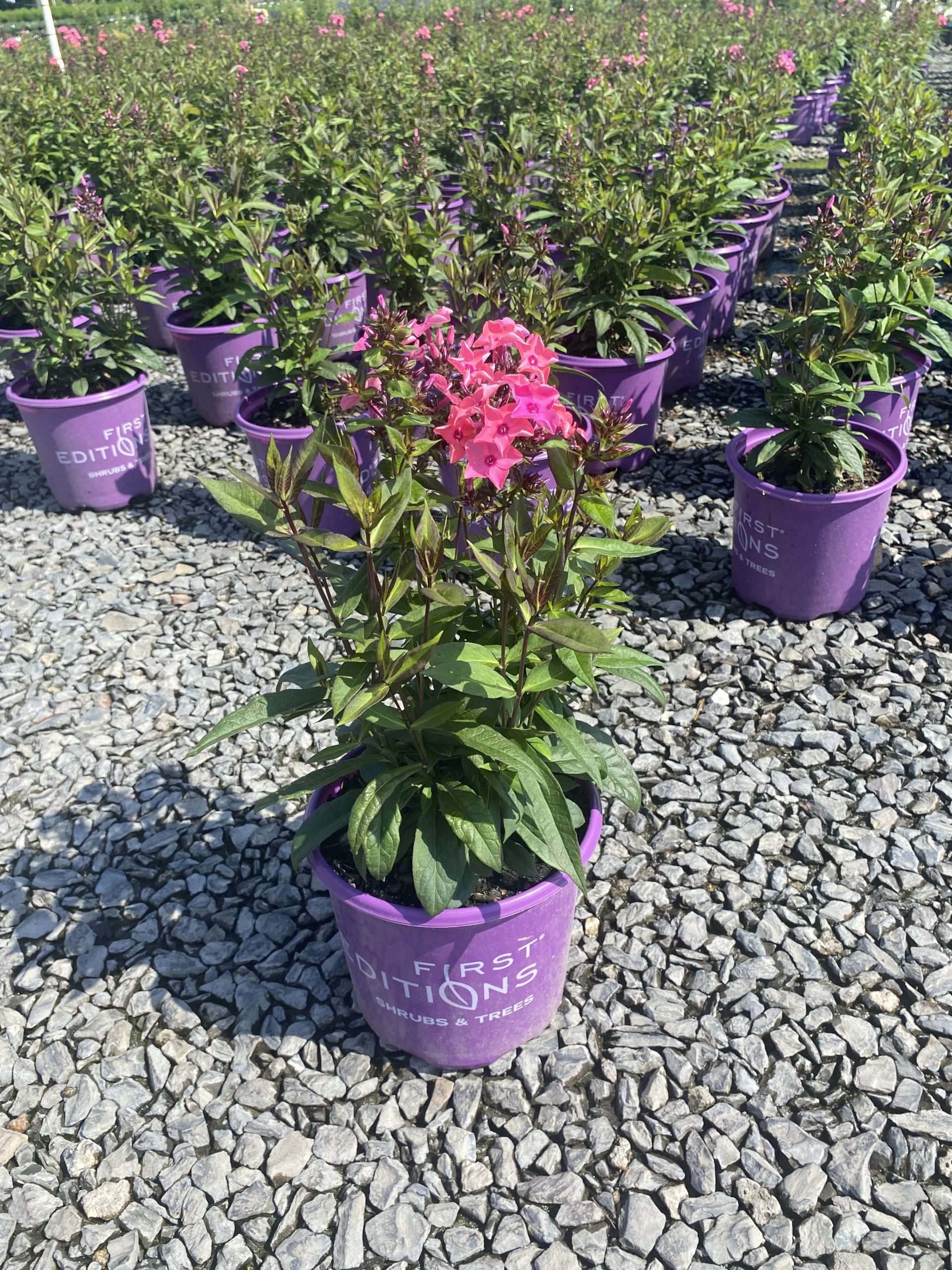 Weekly Availability – Medford Nursery