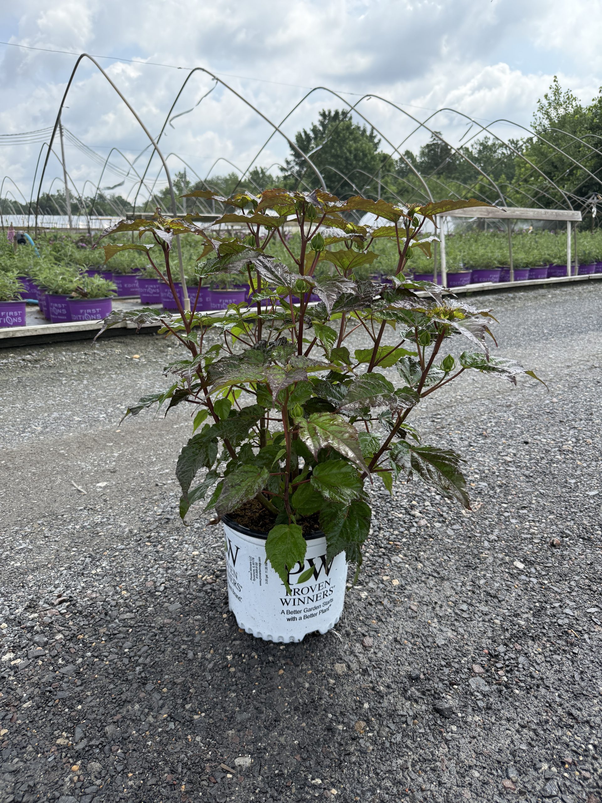 Weekly Availability – Medford Nursery