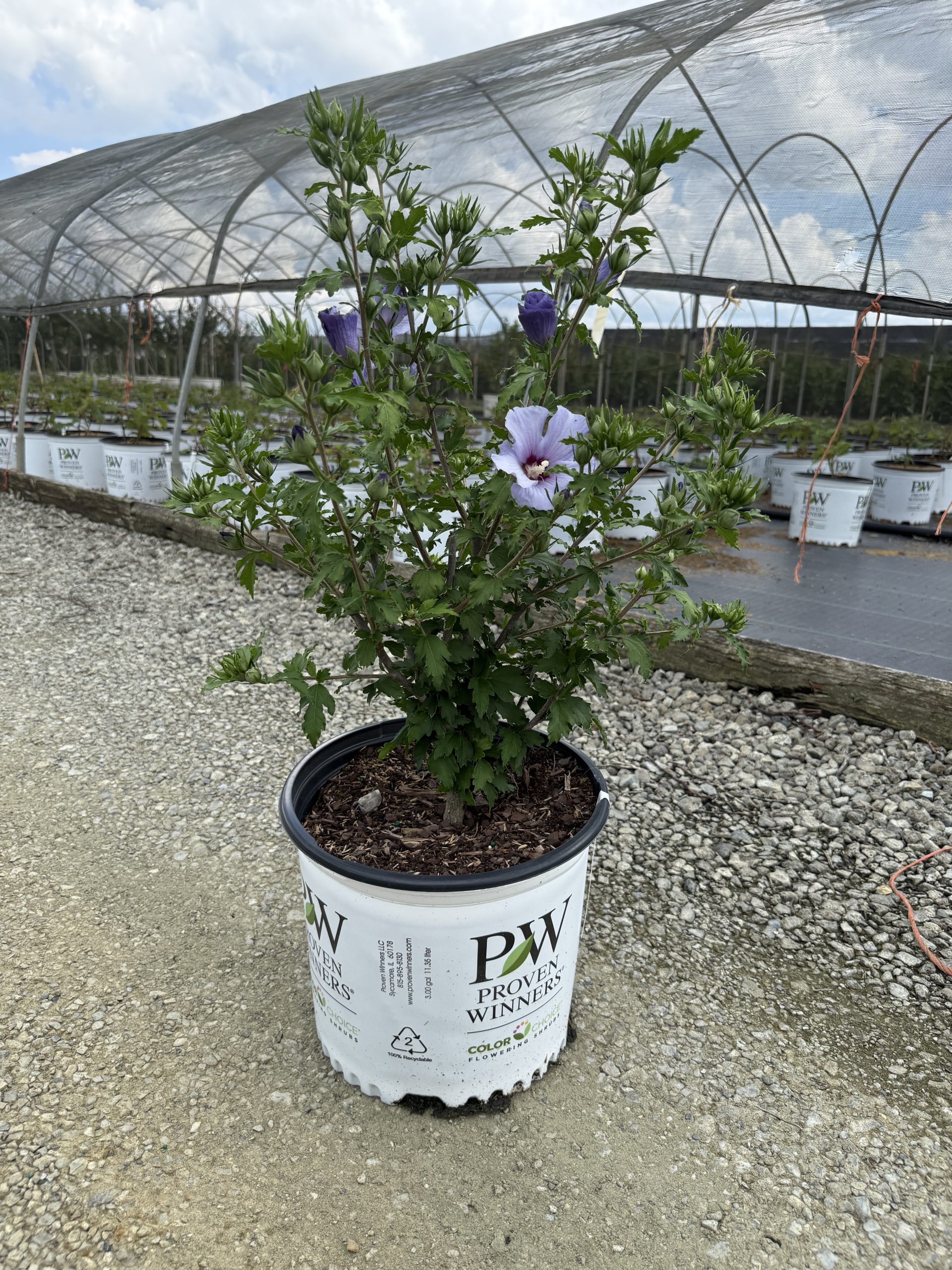 Weekly Availability – Medford Nursery