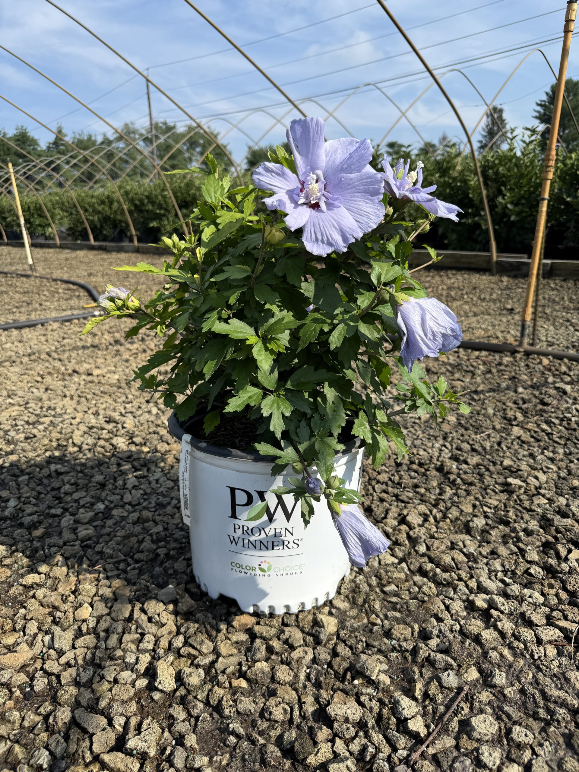 Weekly Availability – Medford Nursery