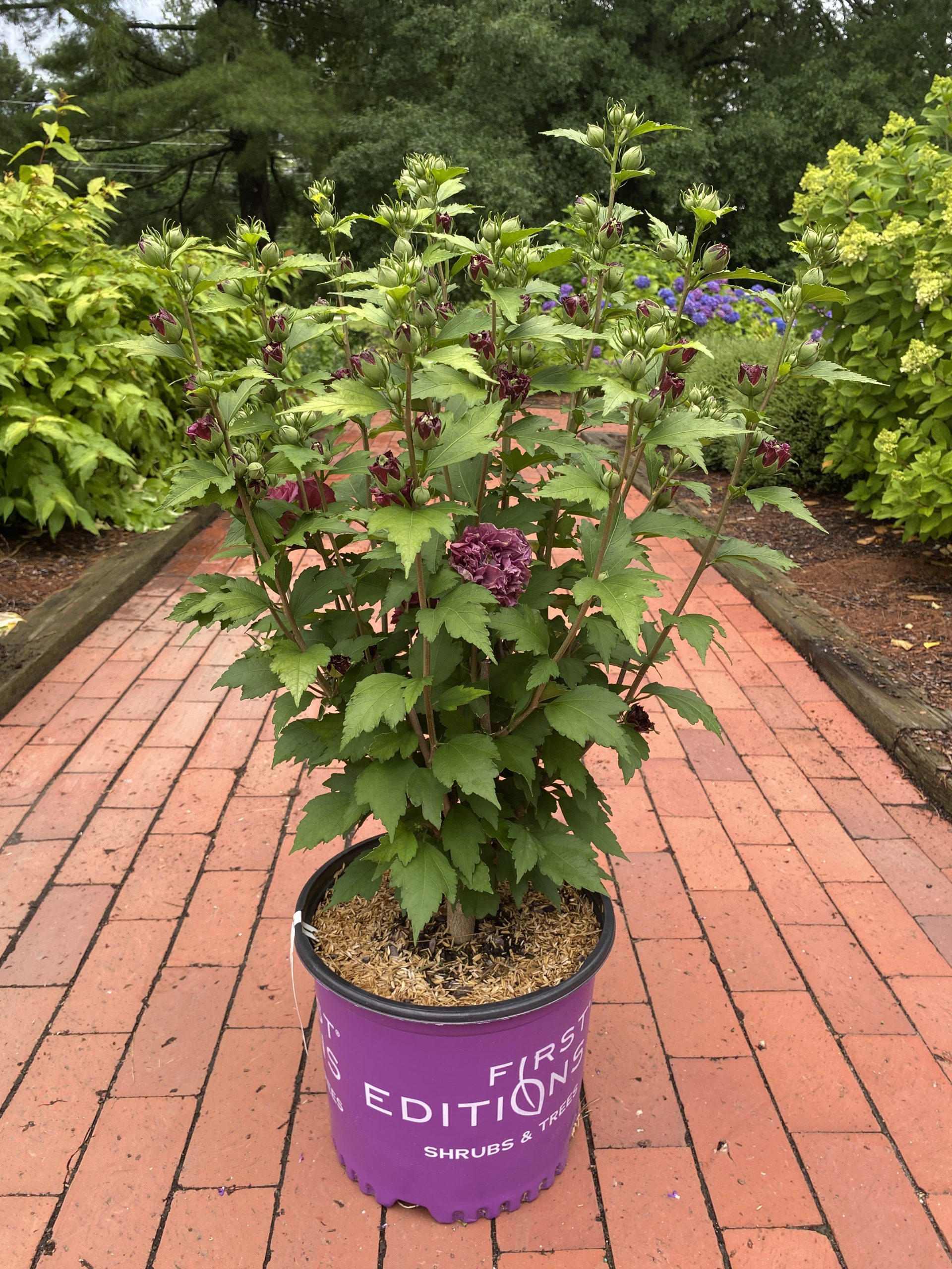 Weekly Availability – Medford Nursery