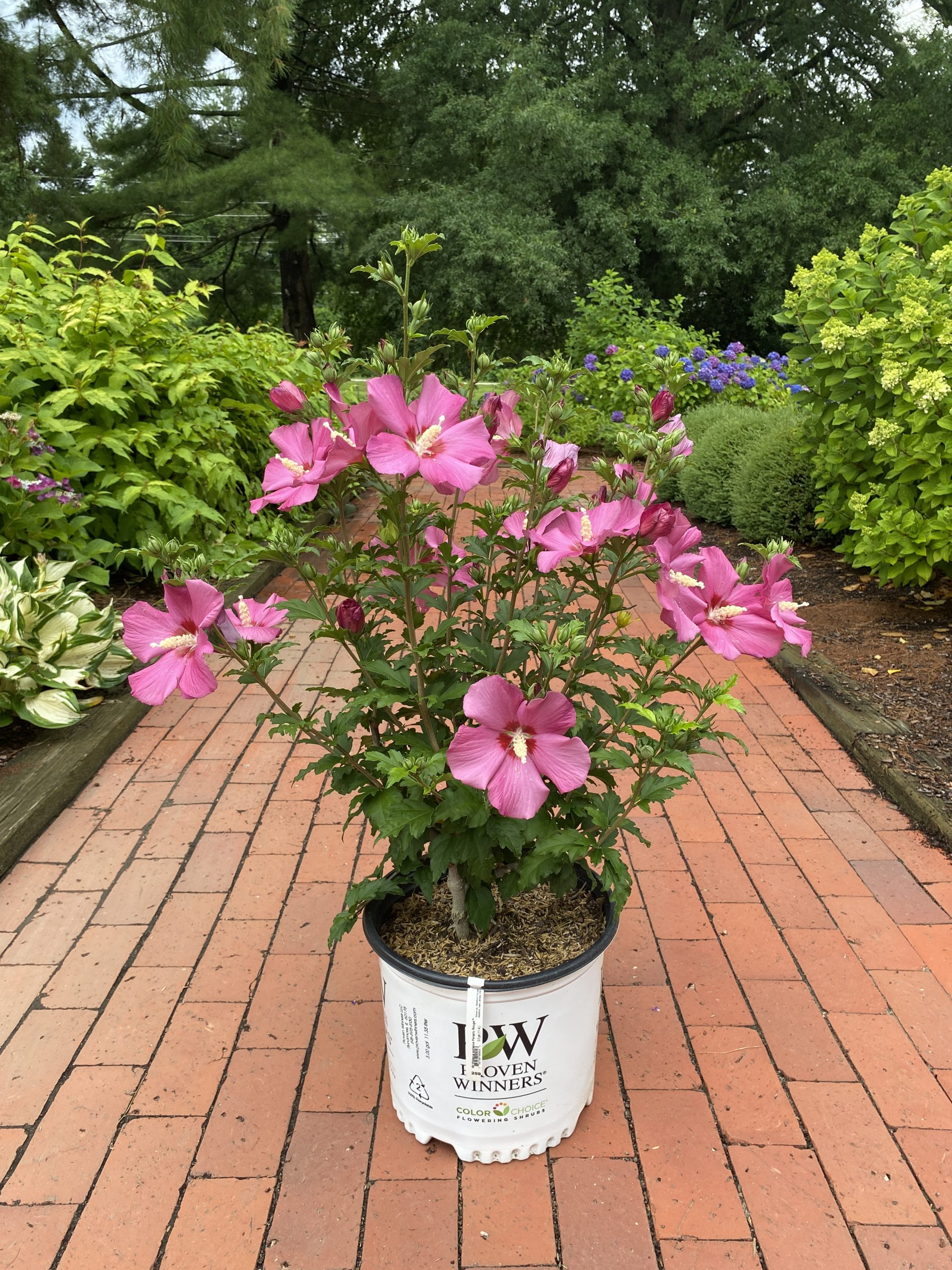 Weekly Availability – Medford Nursery