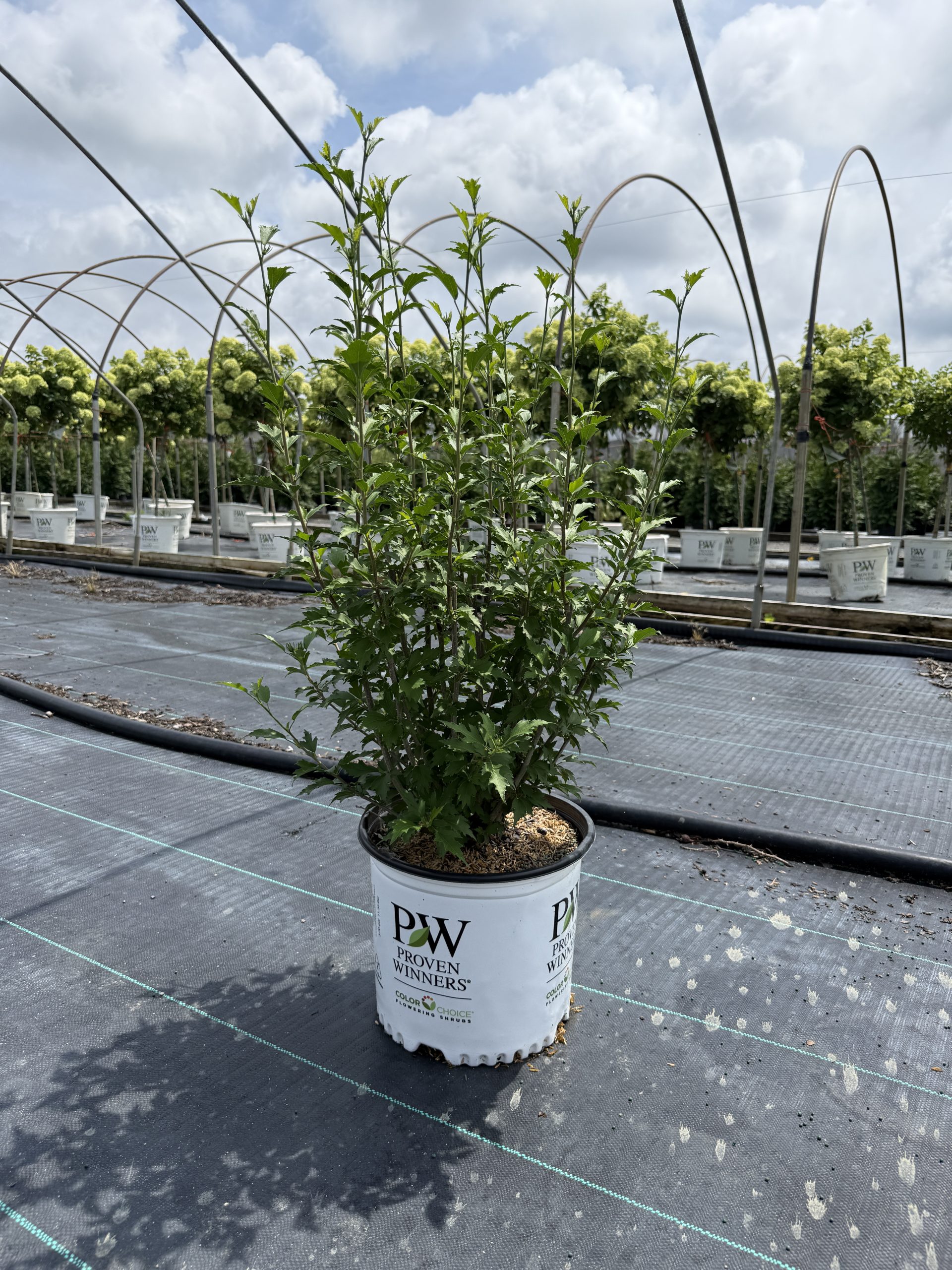 Weekly Availability – Medford Nursery