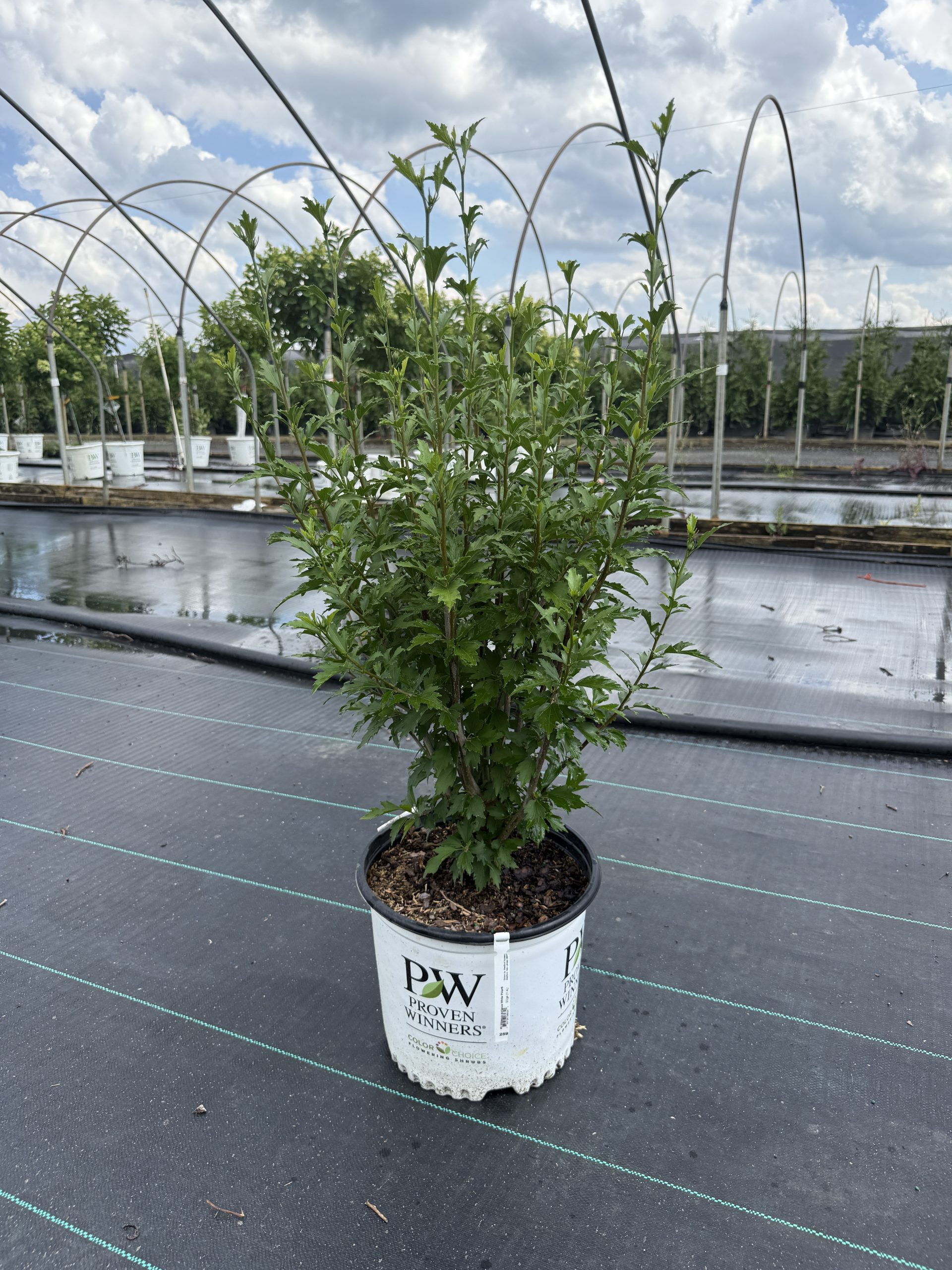 Weekly Availability – Medford Nursery