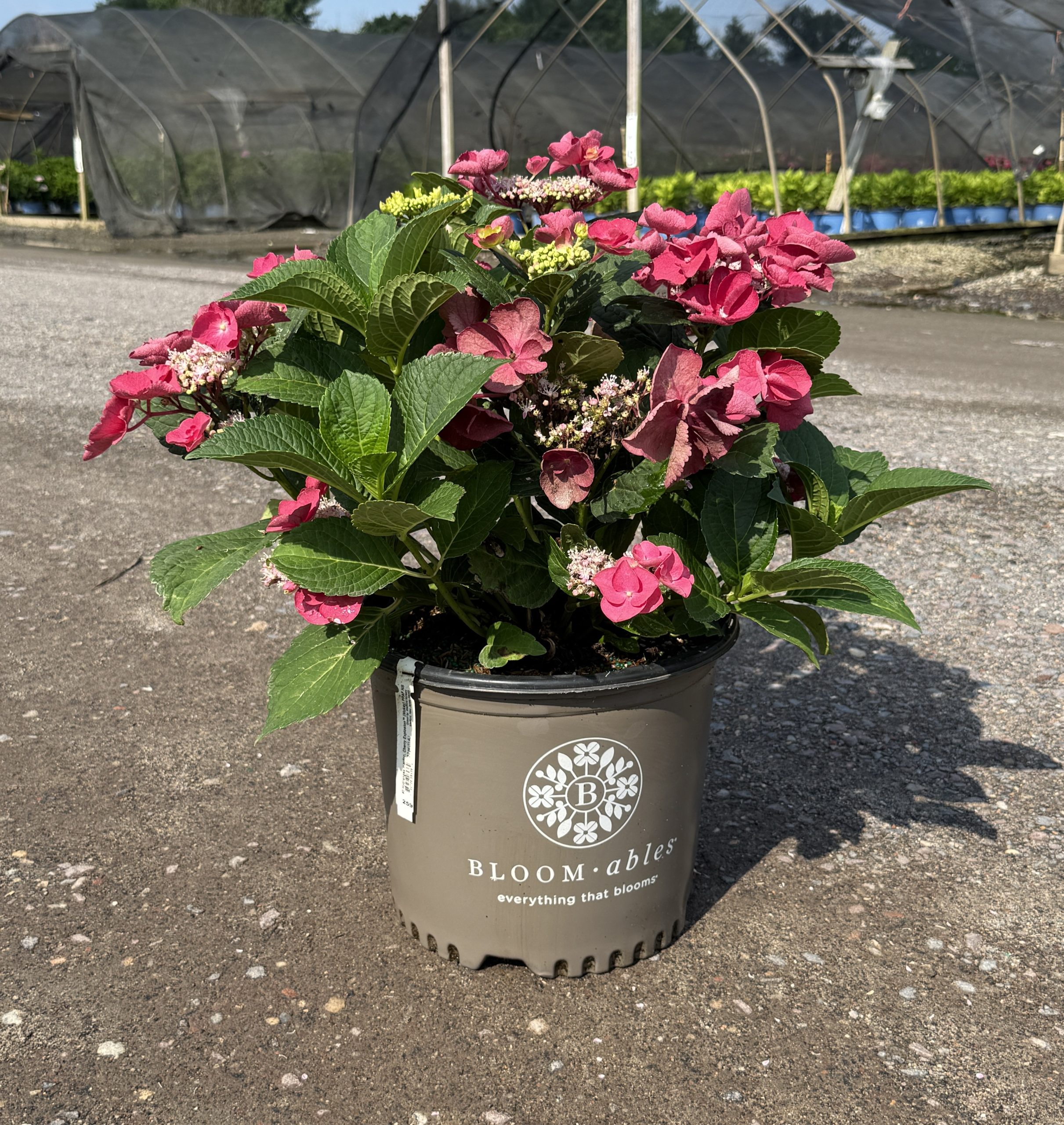 Weekly Availability – Medford Nursery