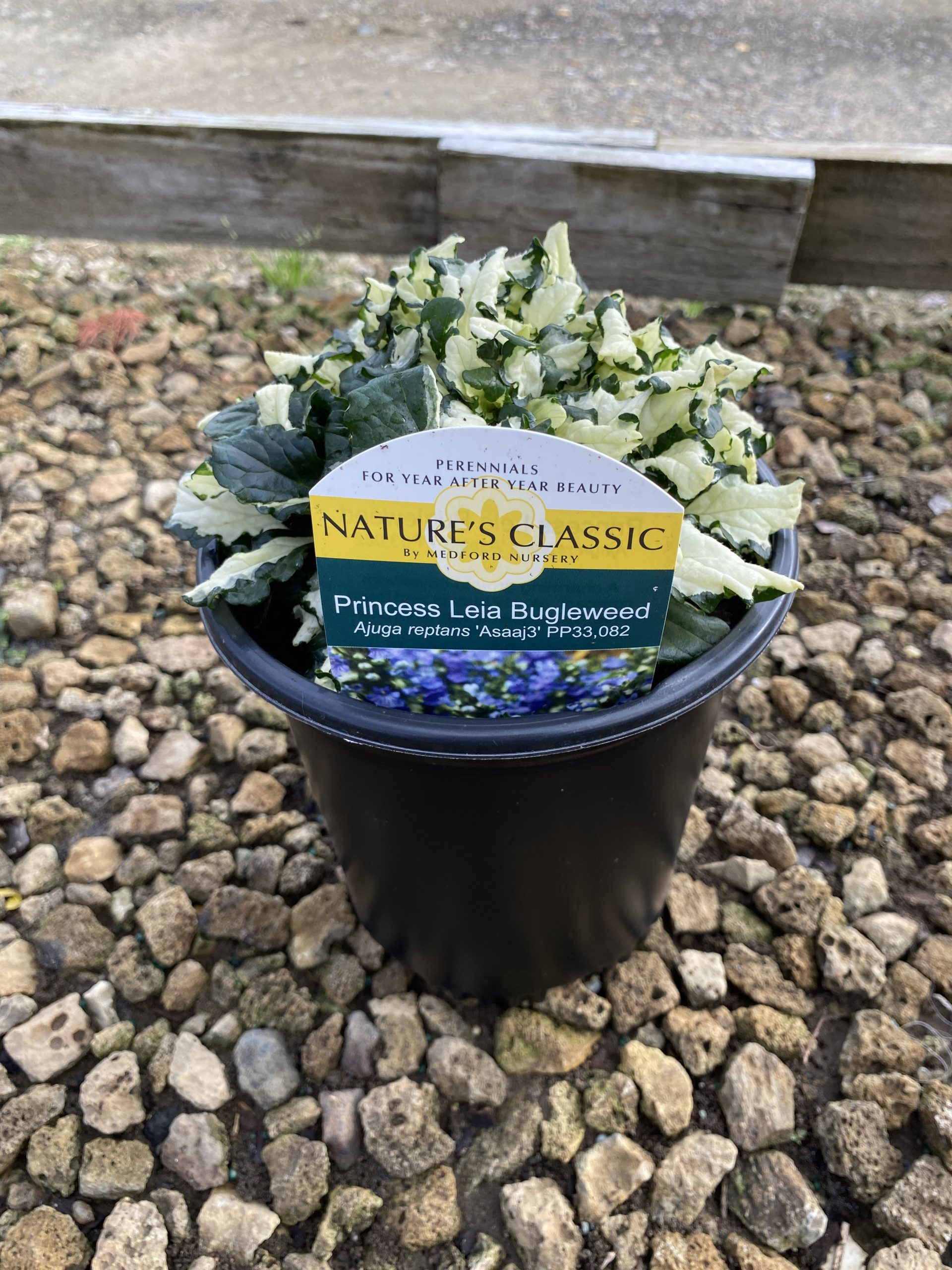 Weekly Availability – Medford Nursery