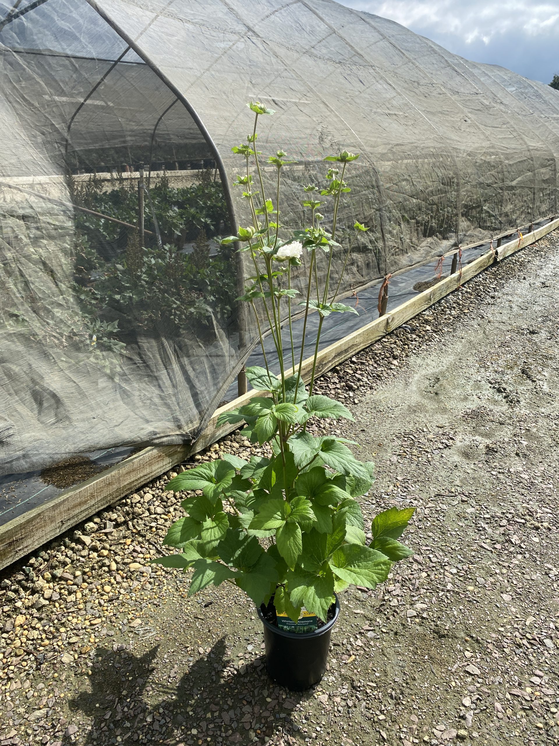 Weekly Availability – Medford Nursery