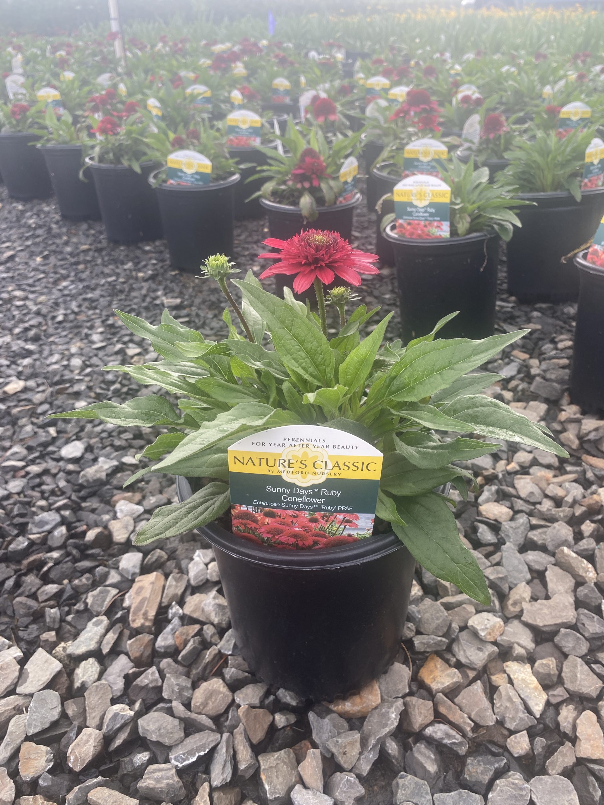 Weekly Availability – Medford Nursery