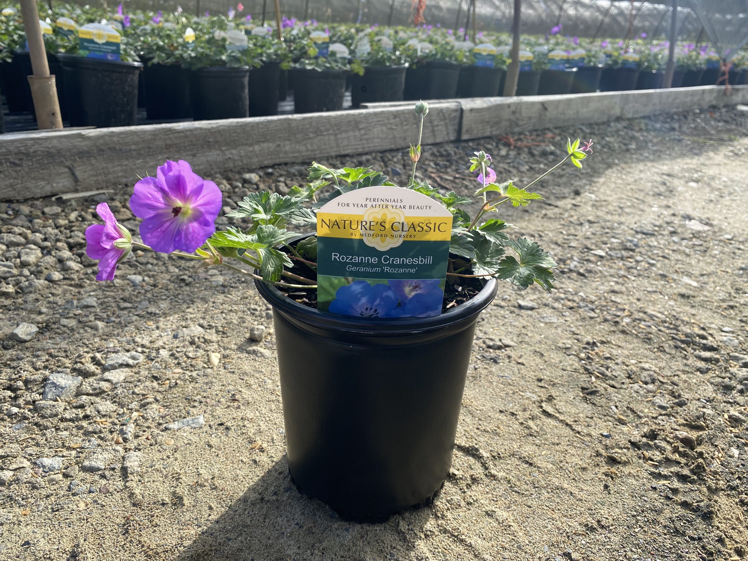 Weekly Availability – Medford Nursery