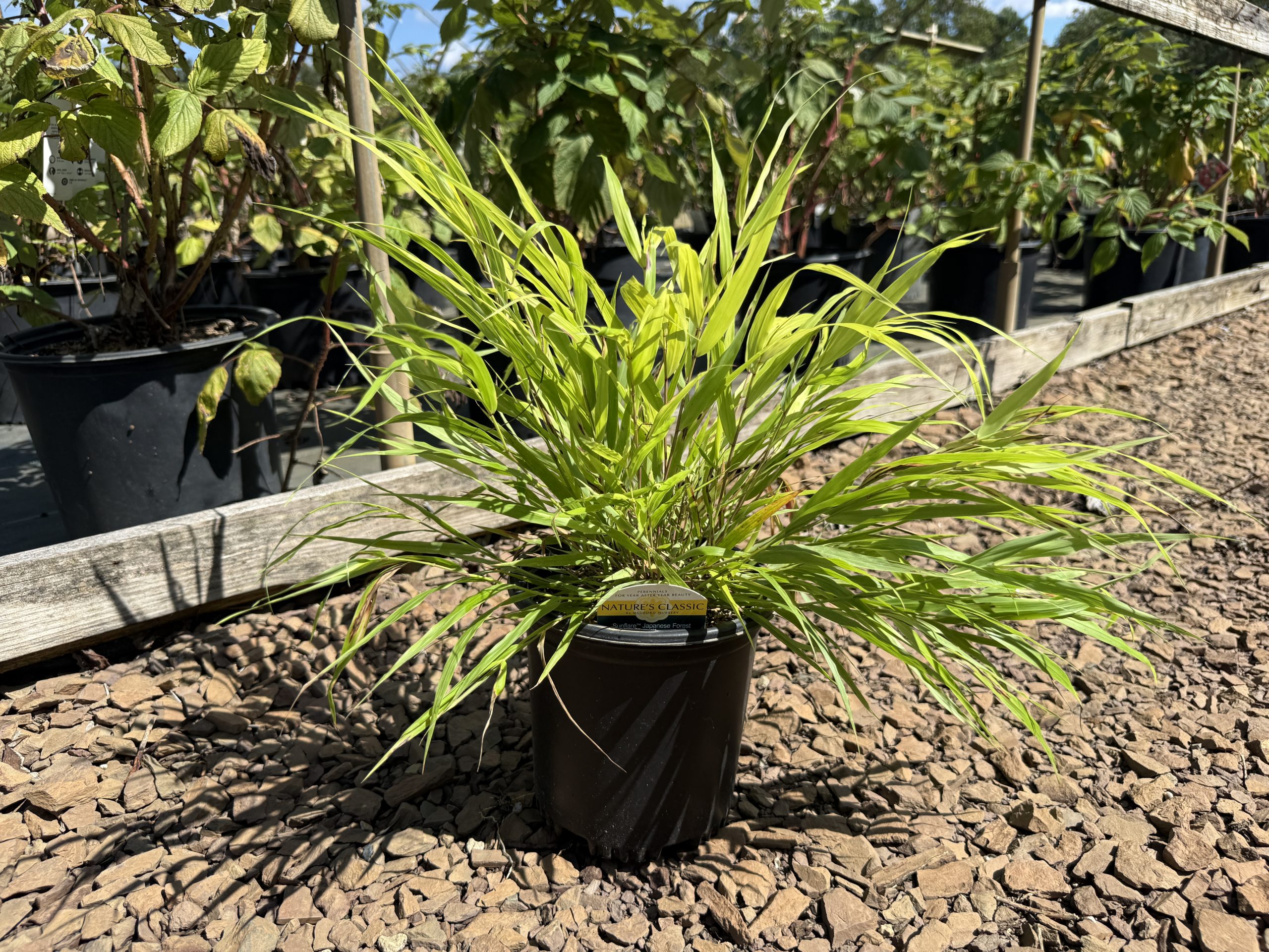 Weekly Availability – Medford Nursery