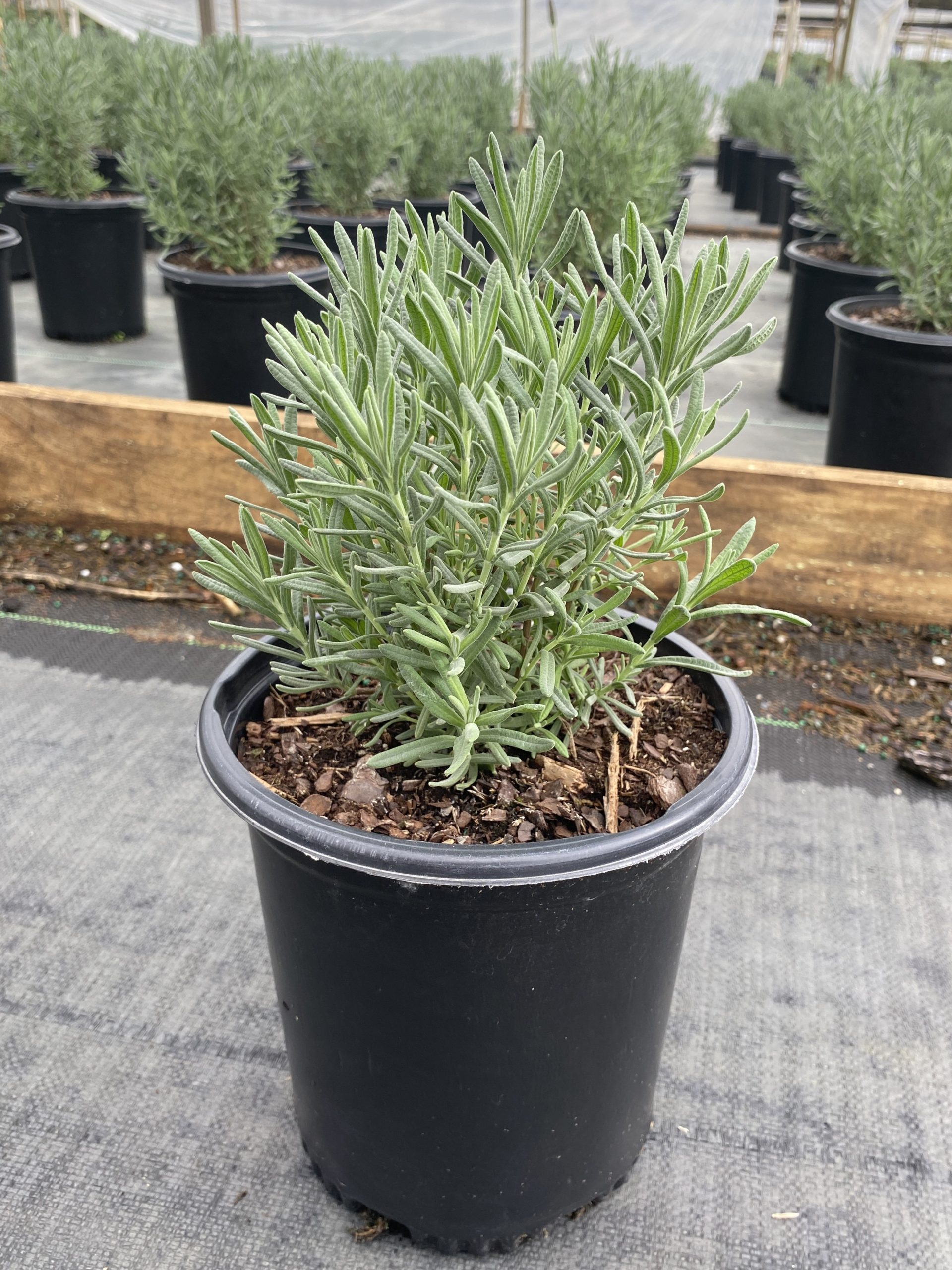 Weekly Availability – Medford Nursery