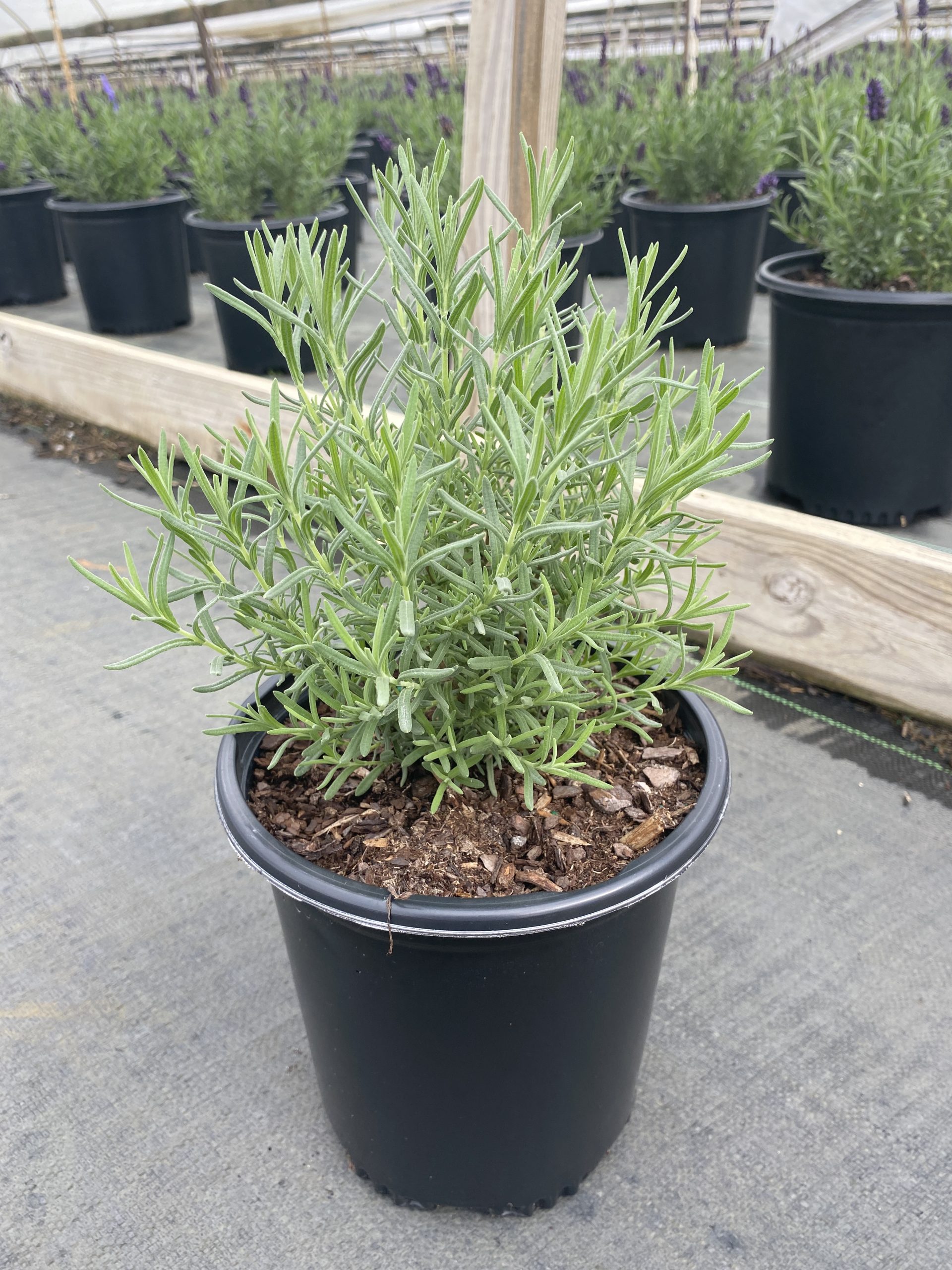 Weekly Availability – Medford Nursery