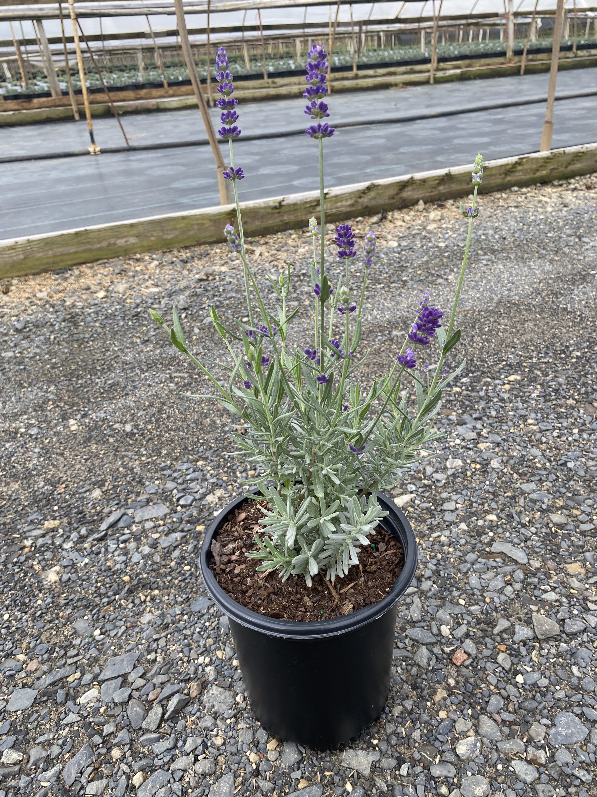 Weekly Availability – Medford Nursery