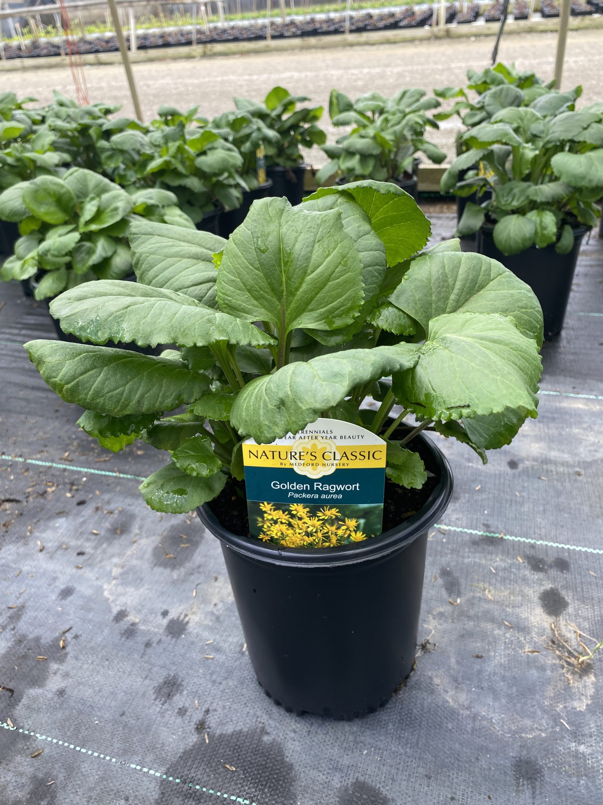 Weekly Availability – Medford Nursery