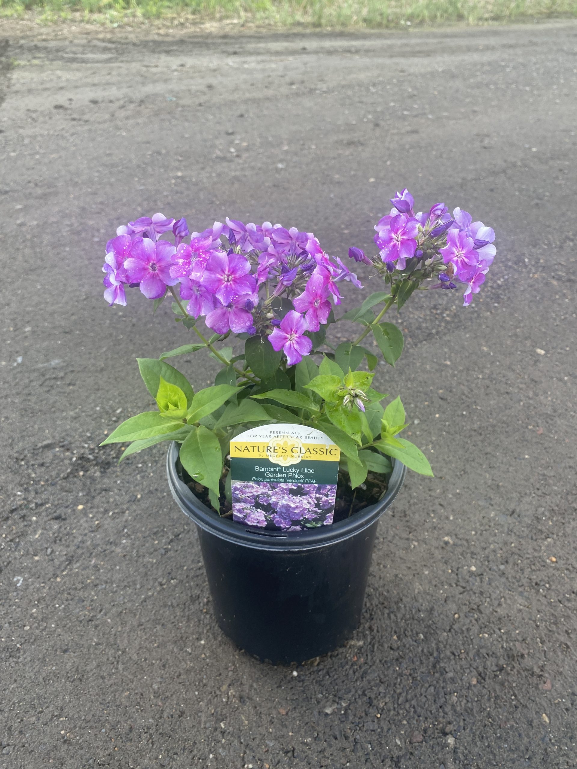 Weekly Availability – Medford Nursery