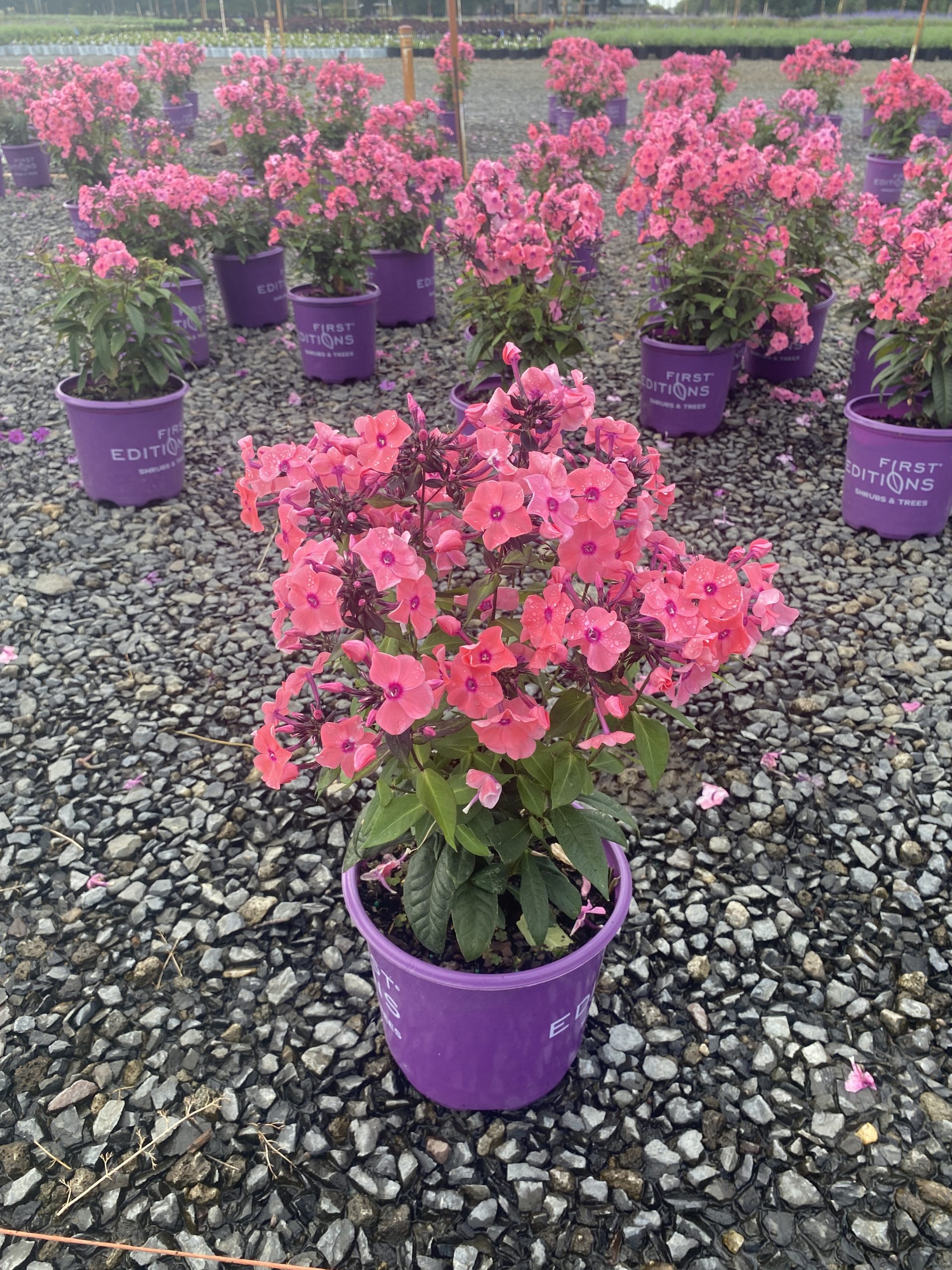 Weekly Availability – Medford Nursery