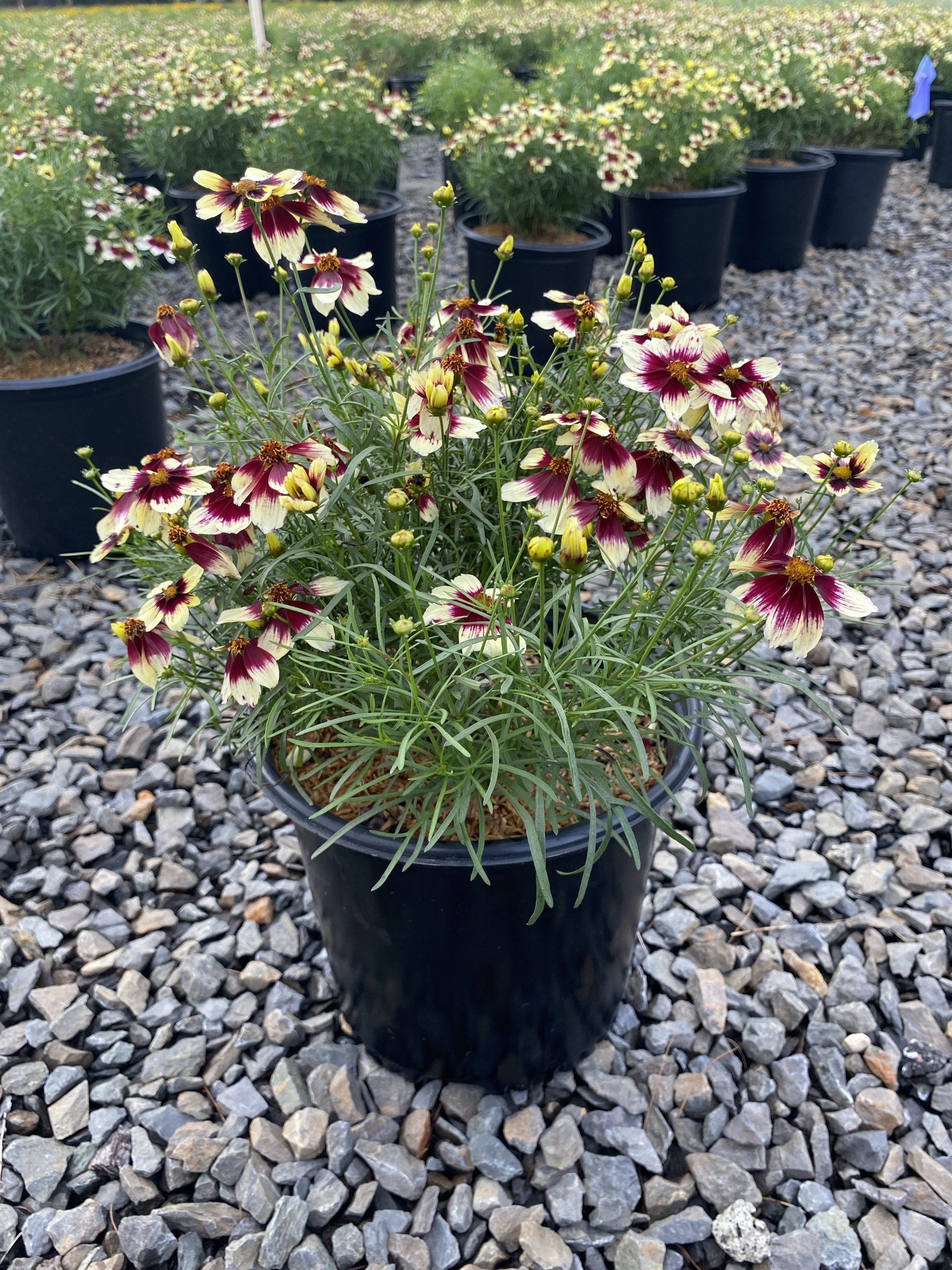 Weekly Availability – Medford Nursery