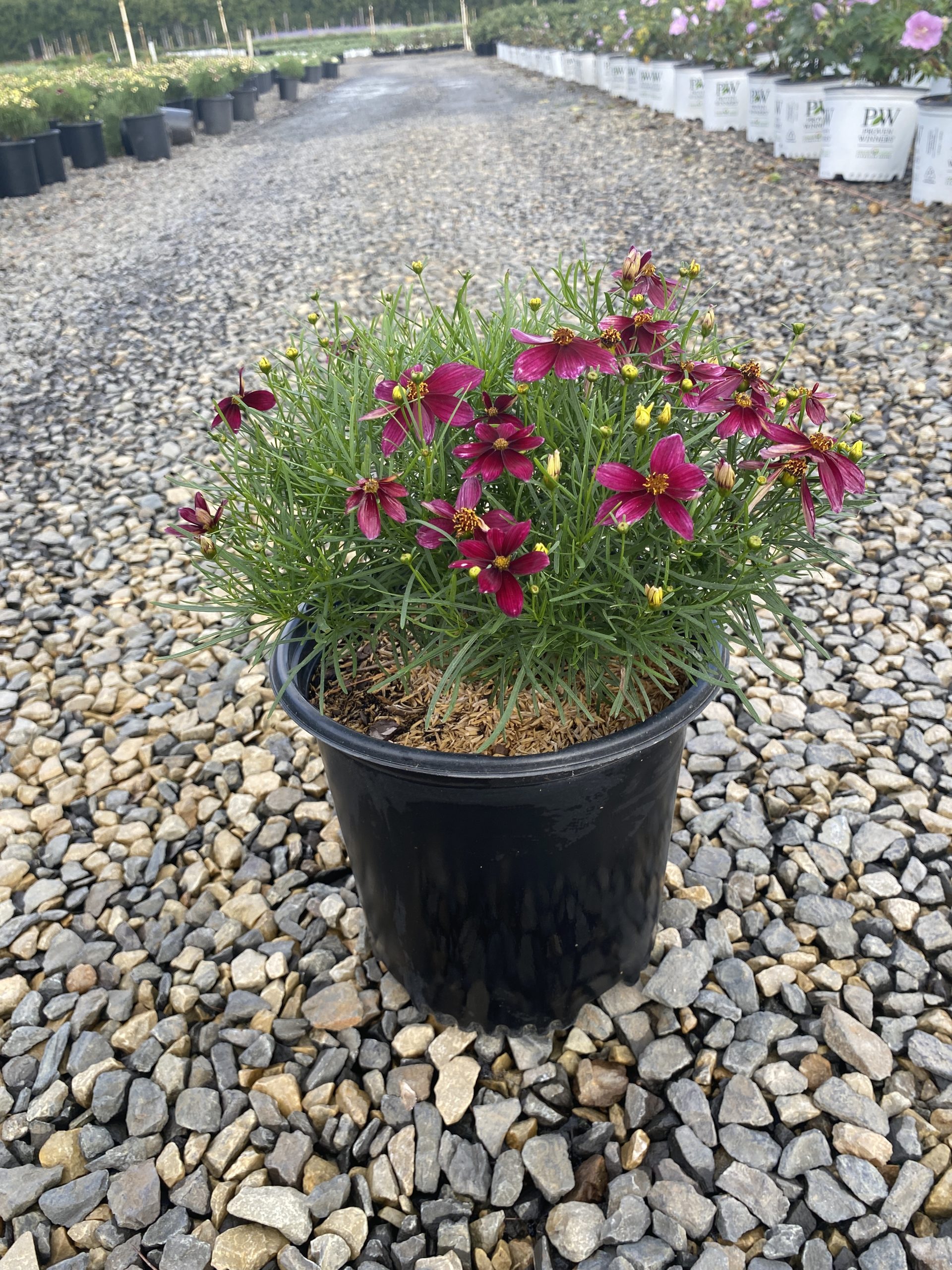 Weekly Availability – Medford Nursery