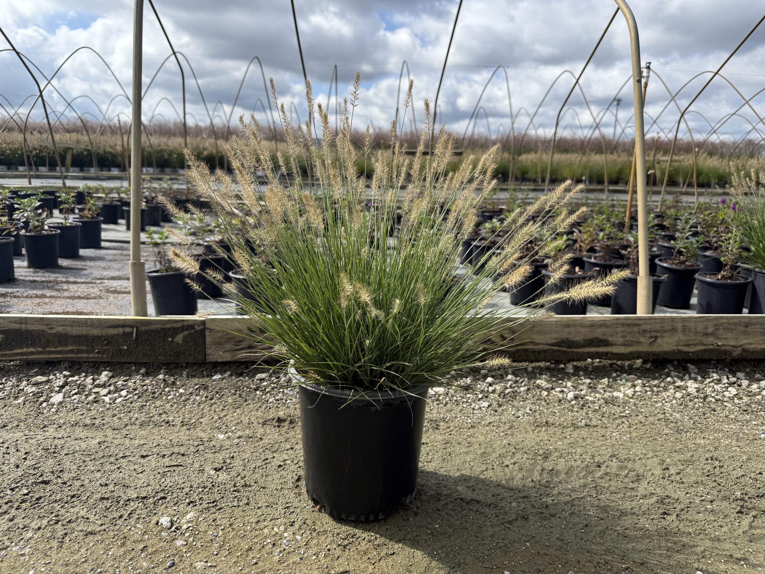 Weekly Availability – Medford Nursery
