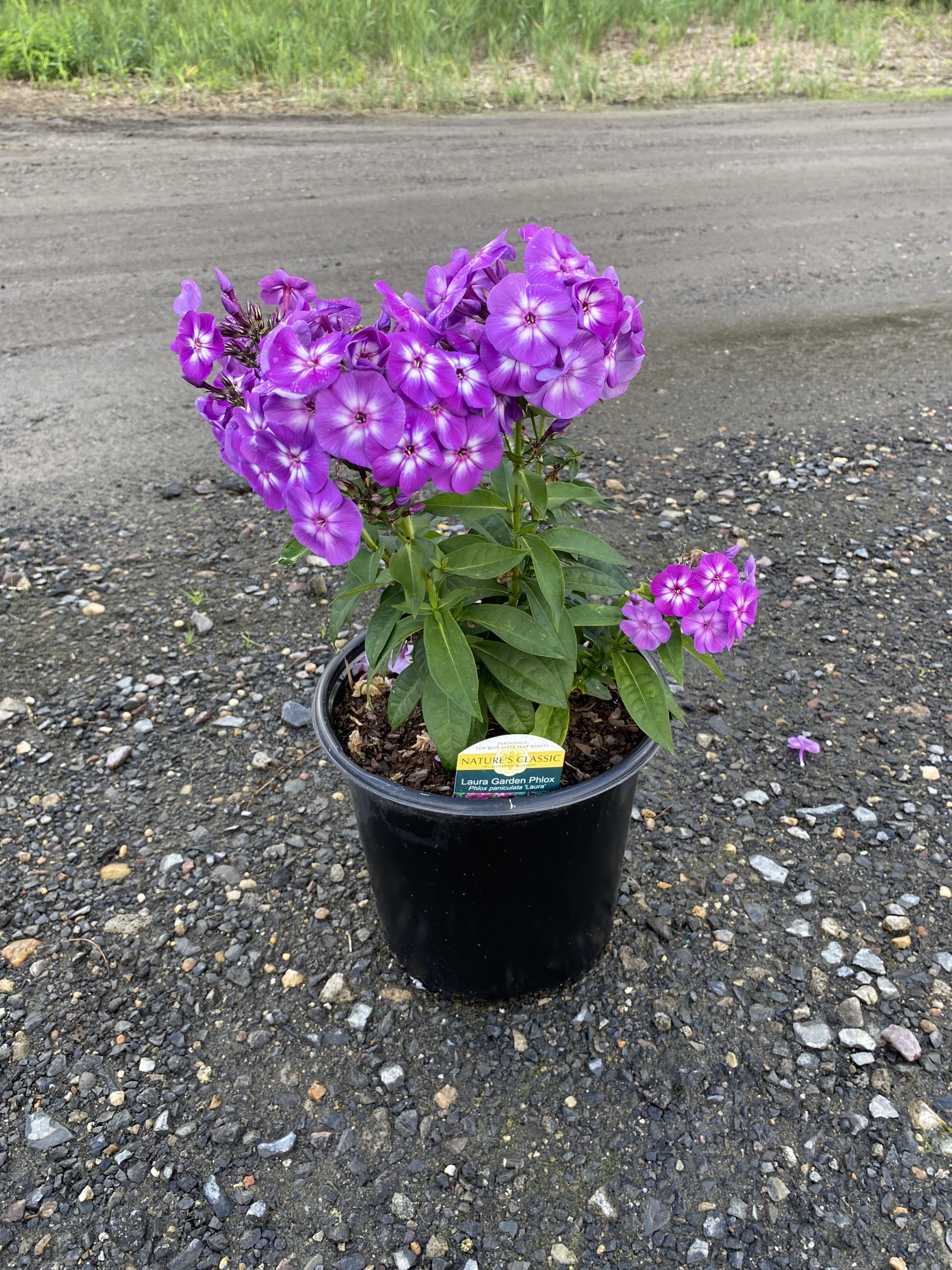 Weekly Availability – Medford Nursery