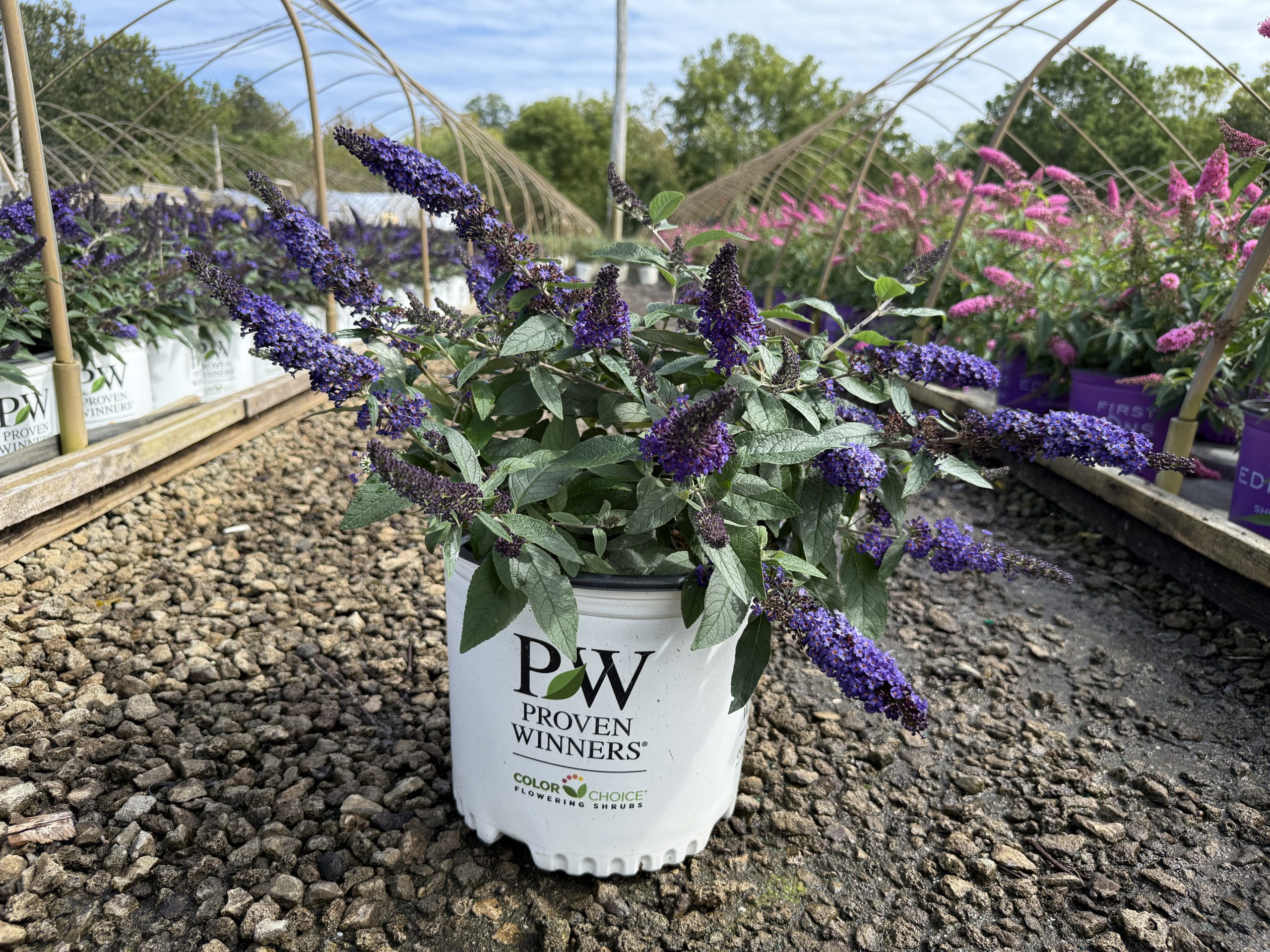 Weekly Availability – Medford Nursery