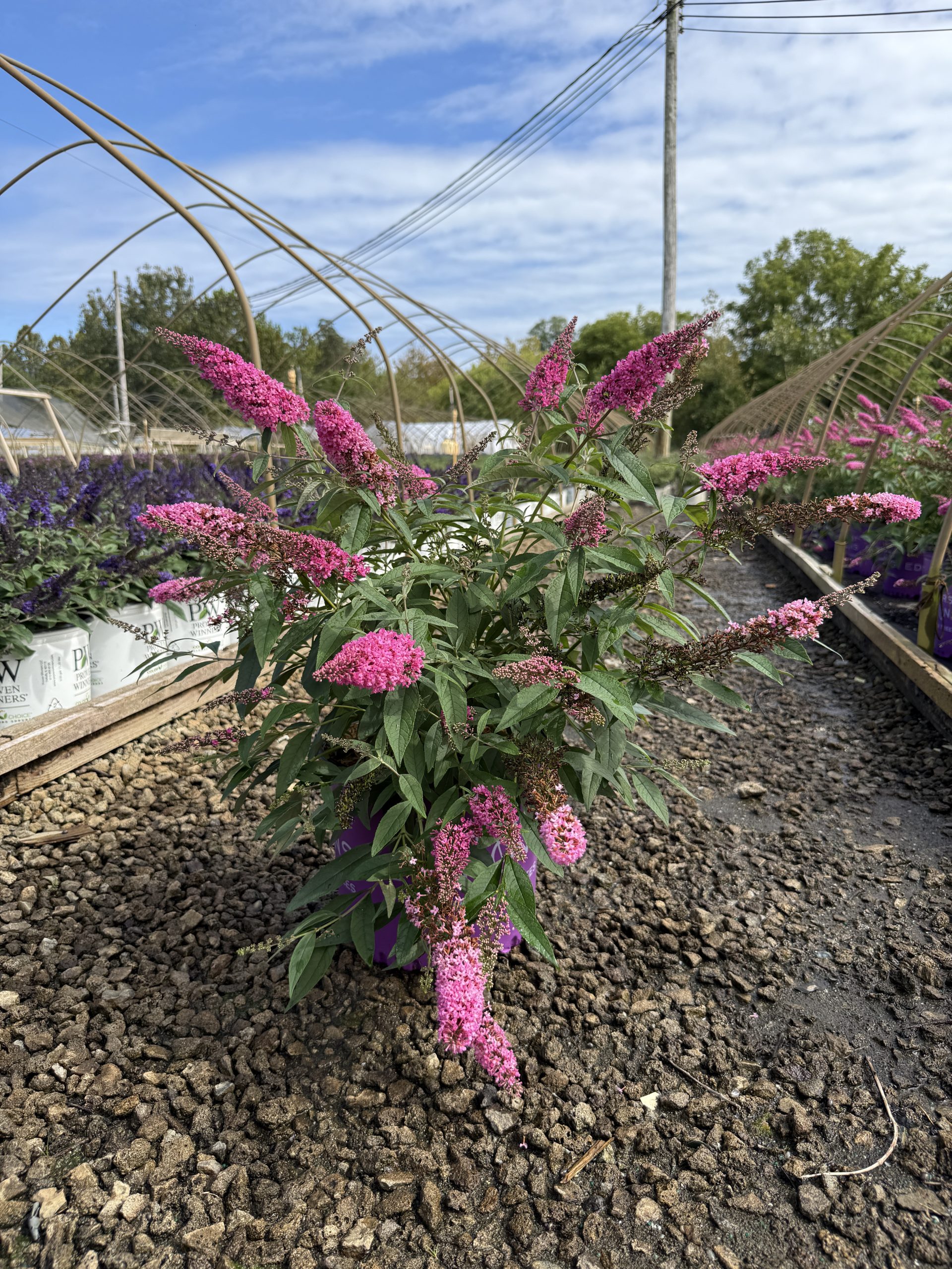 Weekly Availability – Medford Nursery