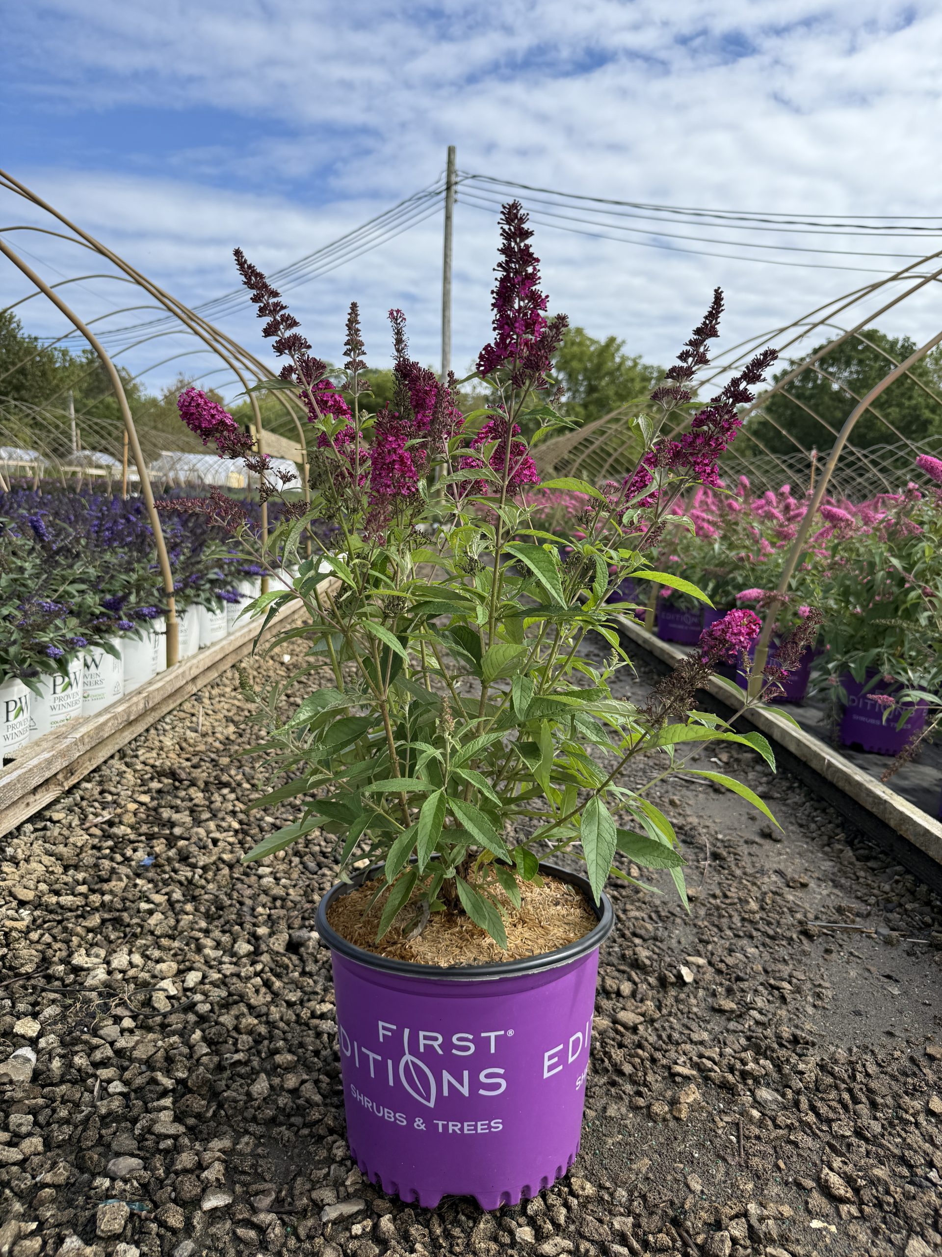 Weekly Availability – Medford Nursery